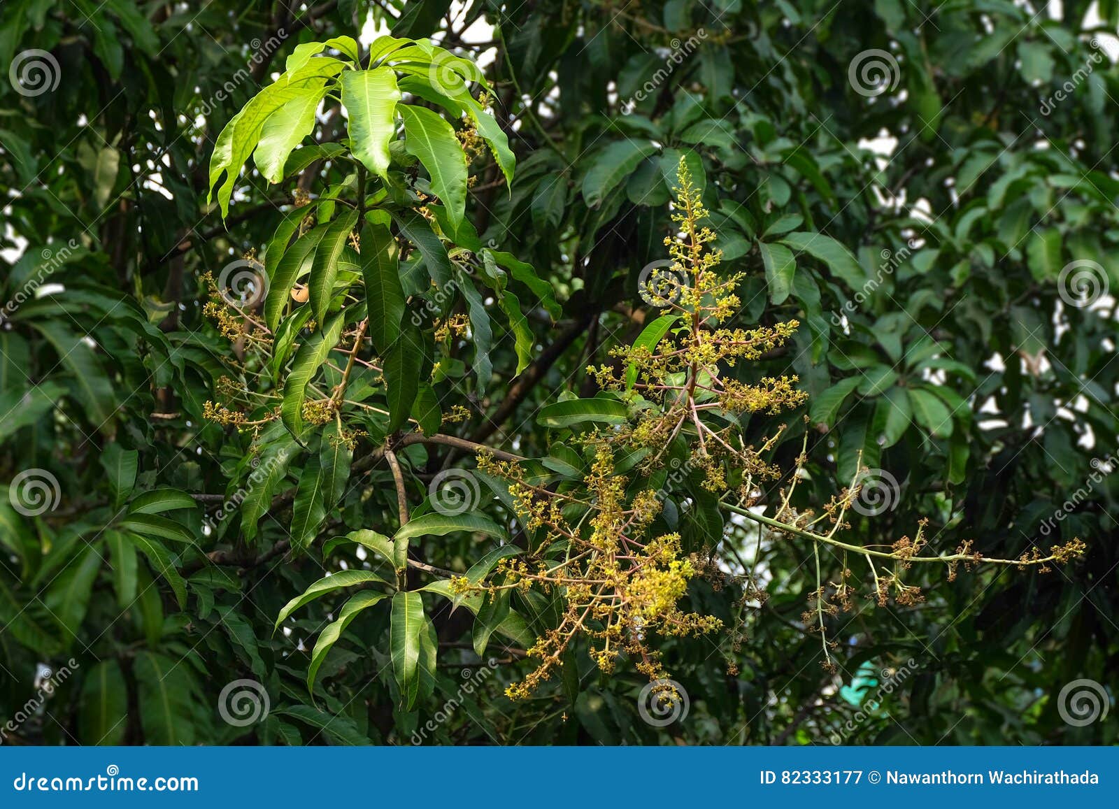 Mango Flowers stock image. Image of garden, farm, floral - 82333177