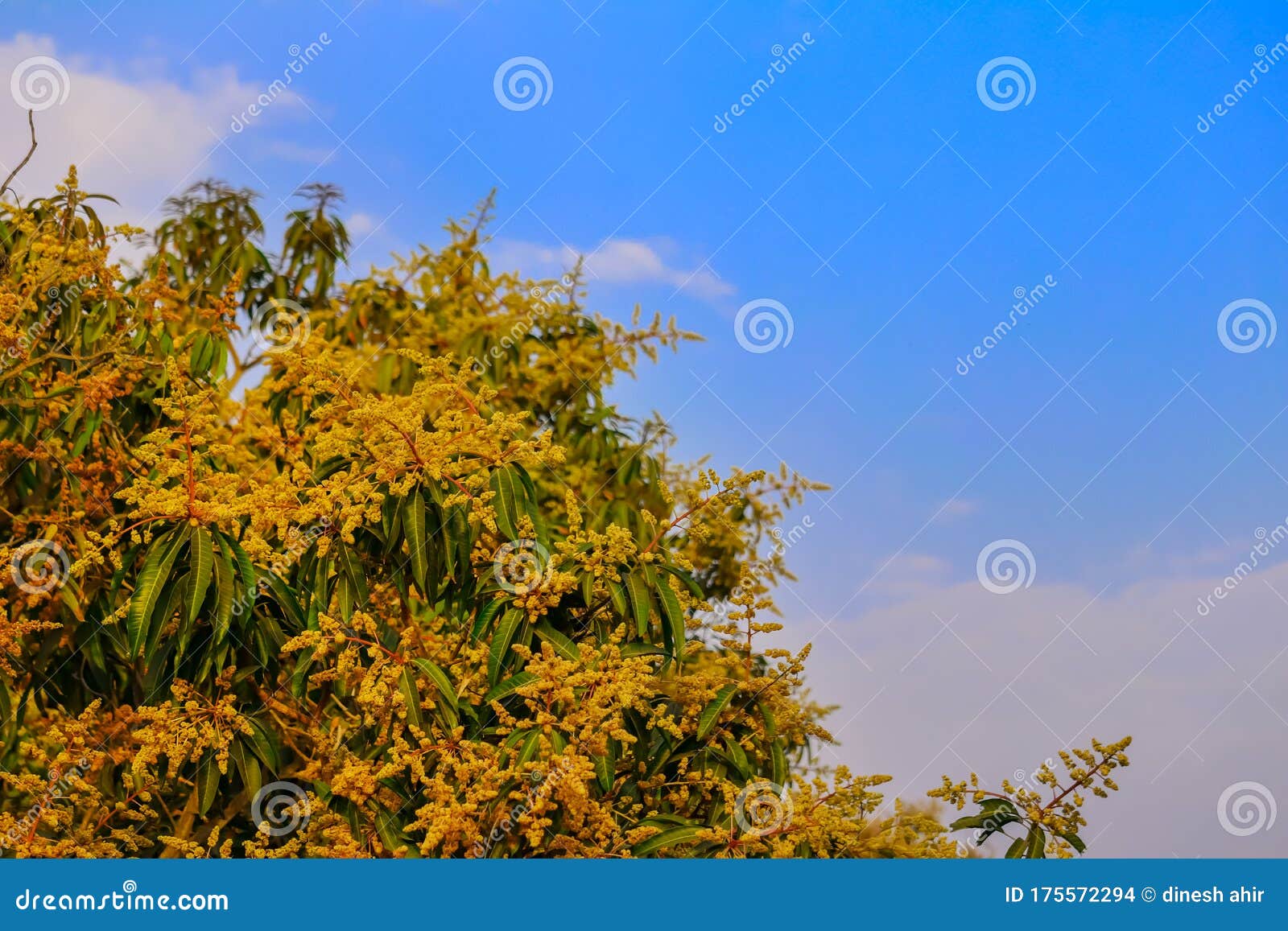 Mango Flowers,mango Tree and Blue Sky Beautiful View, Mango Farm and ...