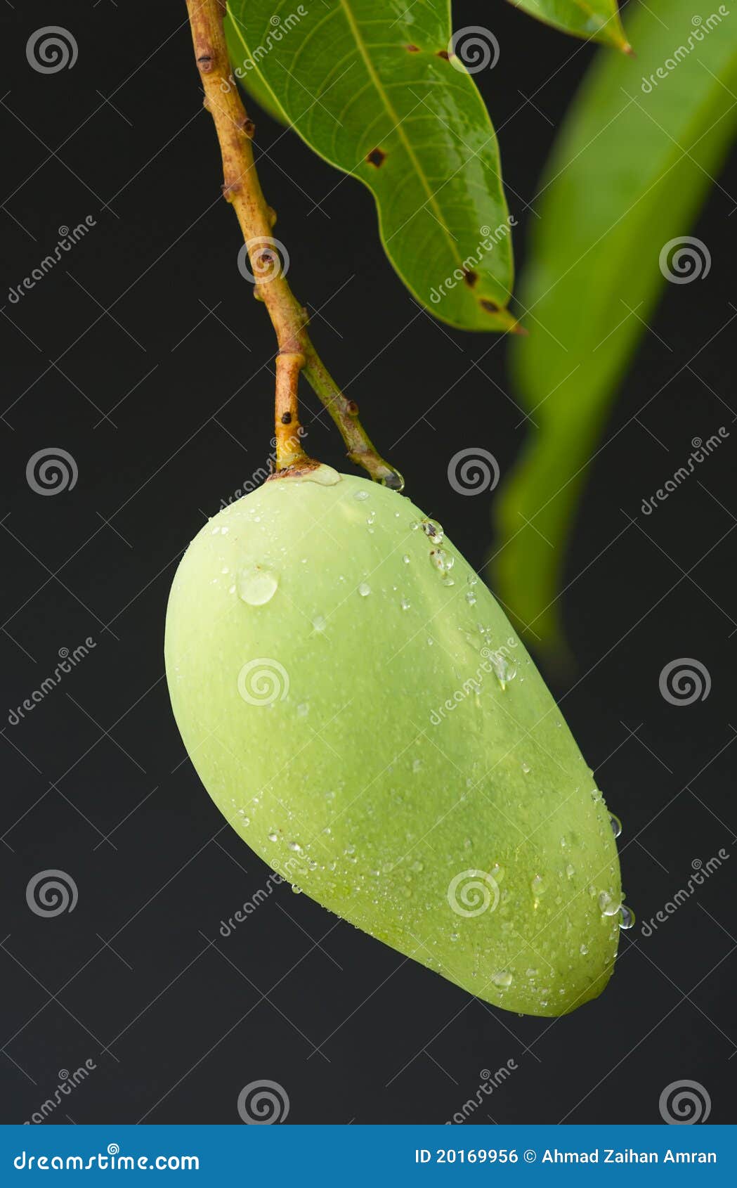 Mango fresco foto de archivo. Imagen de fruta, cielo - 20169956