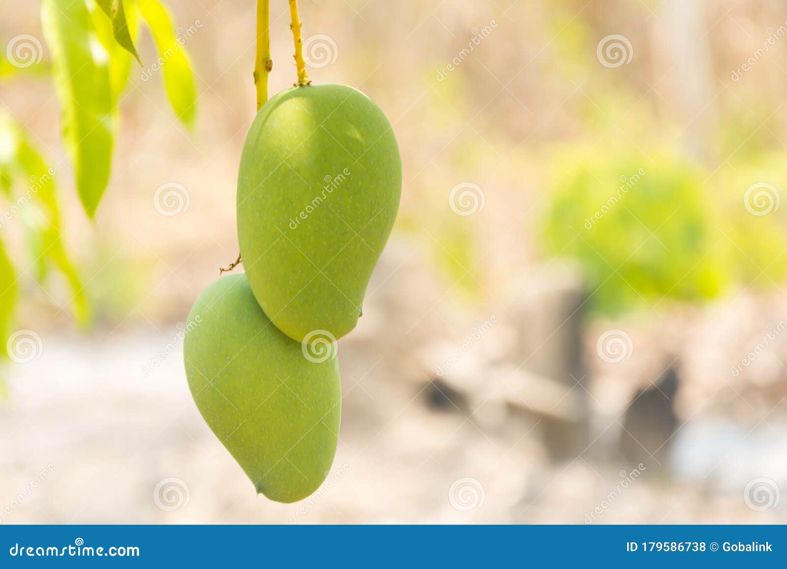Mango stock photo. Image of tree, fruit, tropical, mango - 179586738
