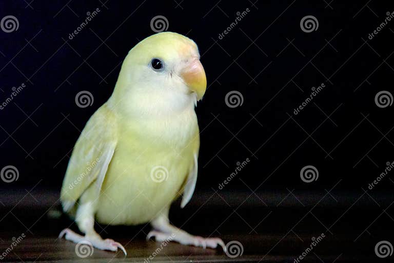 Mango stock photo. Image of standing, small, bird, parrot - 48979366