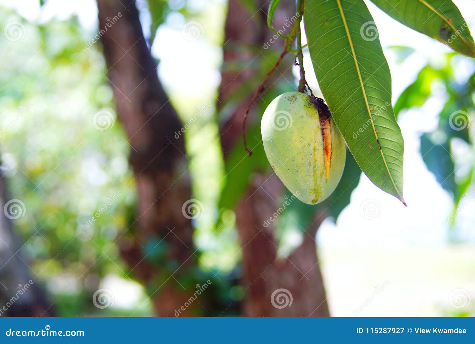 Mango fruit is broken. stock image. Image of mango, leaf - 115287927