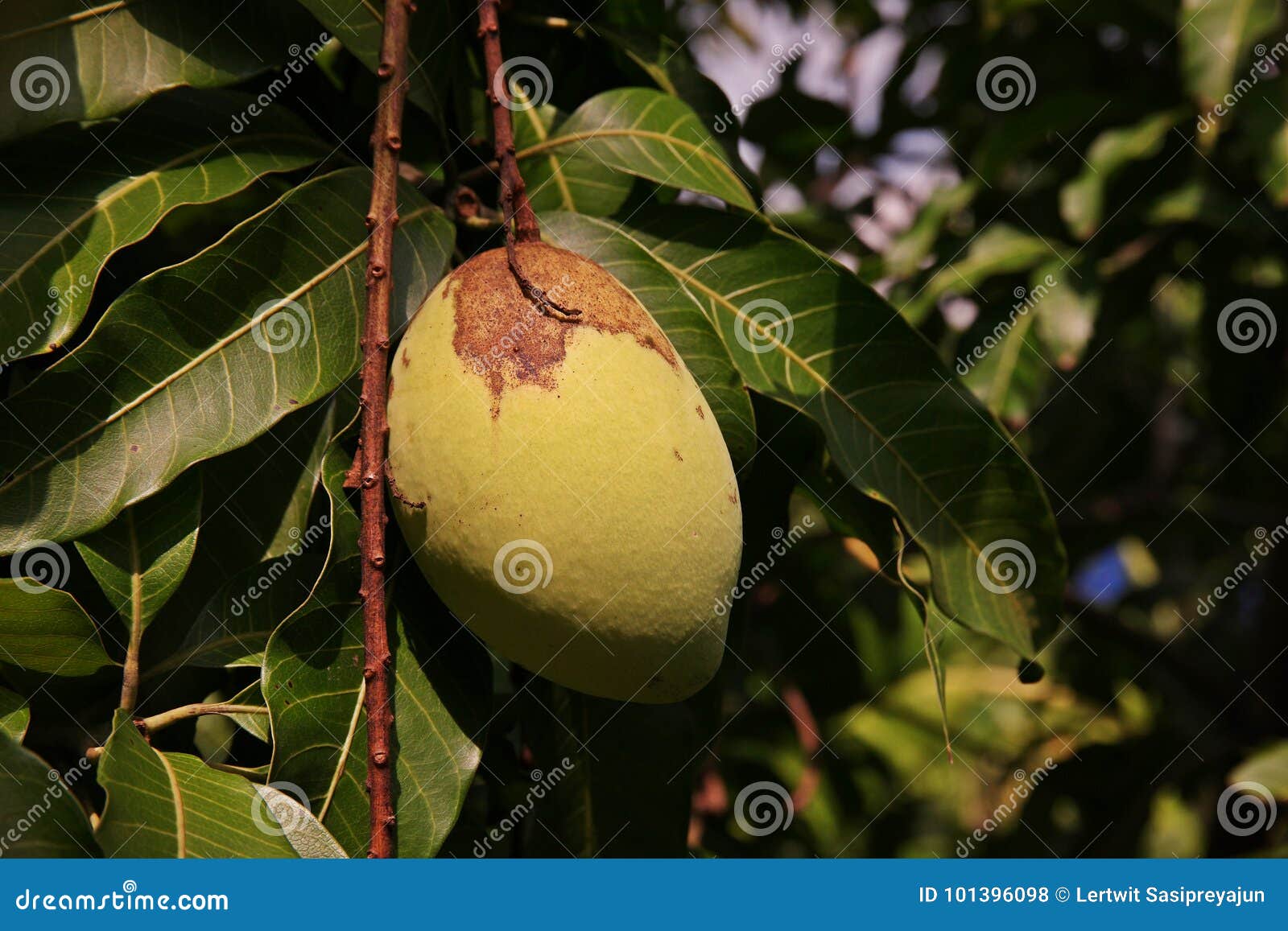 Mango Fruit Damage from Thrip Stock Photo - Image of farm, organic ...