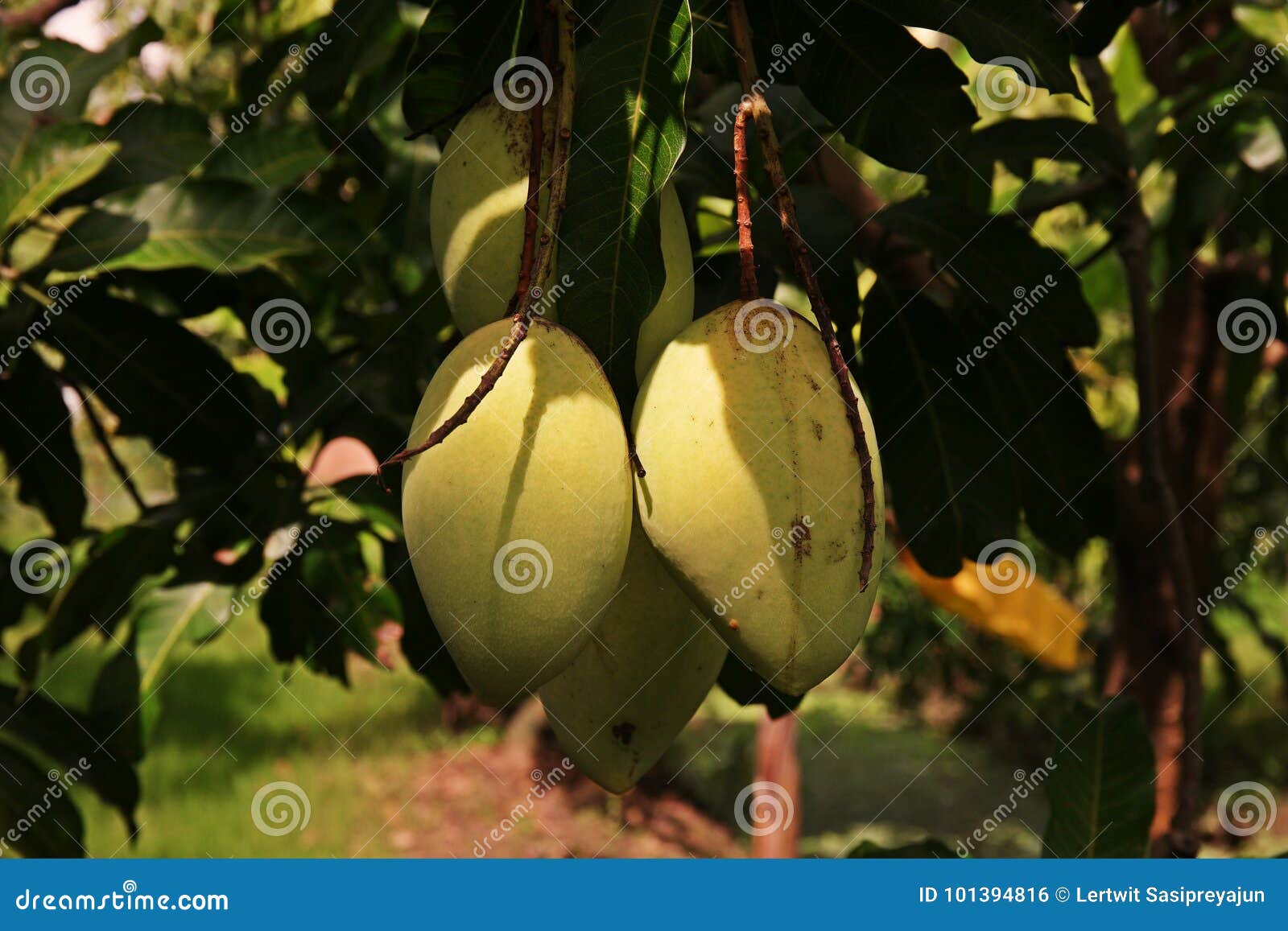 Mango Fruit Damage from Thrip Stock Photo - Image of fresh, foliage ...