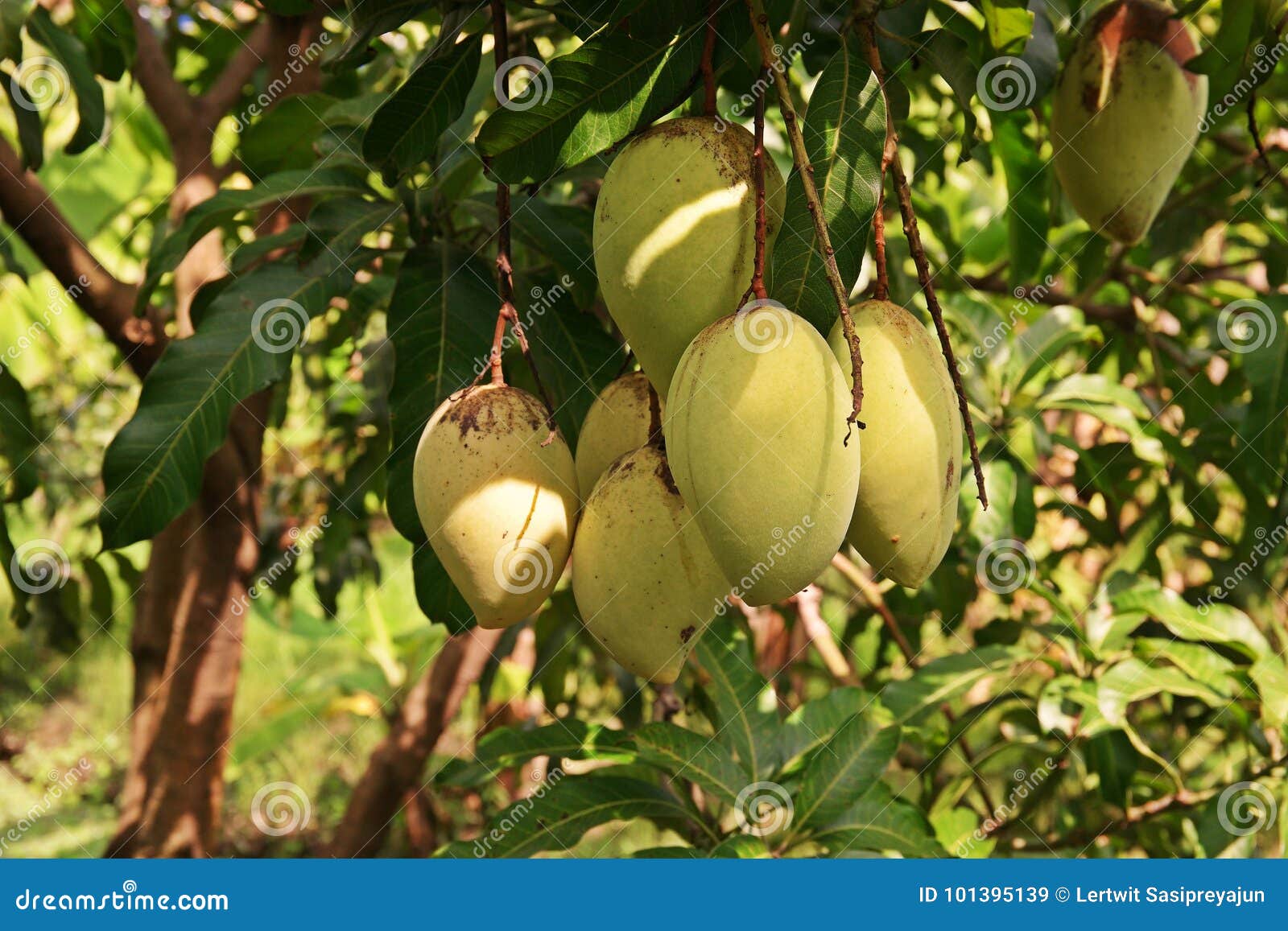 Mango Fruit Damage from Thrip Stock Image - Image of plant, exotic ...