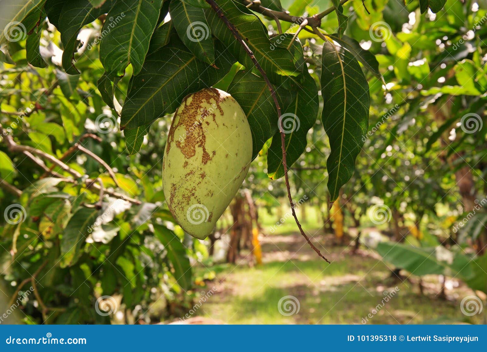 Mango Fruit Damage from Thrip Stock Photo - Image of organic, natural ...