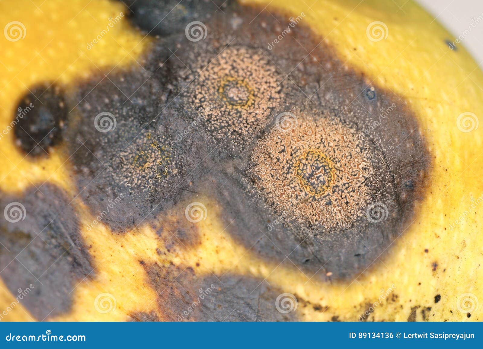 Mango fruit disease stock photo. Image of closeup, dried - 89134136