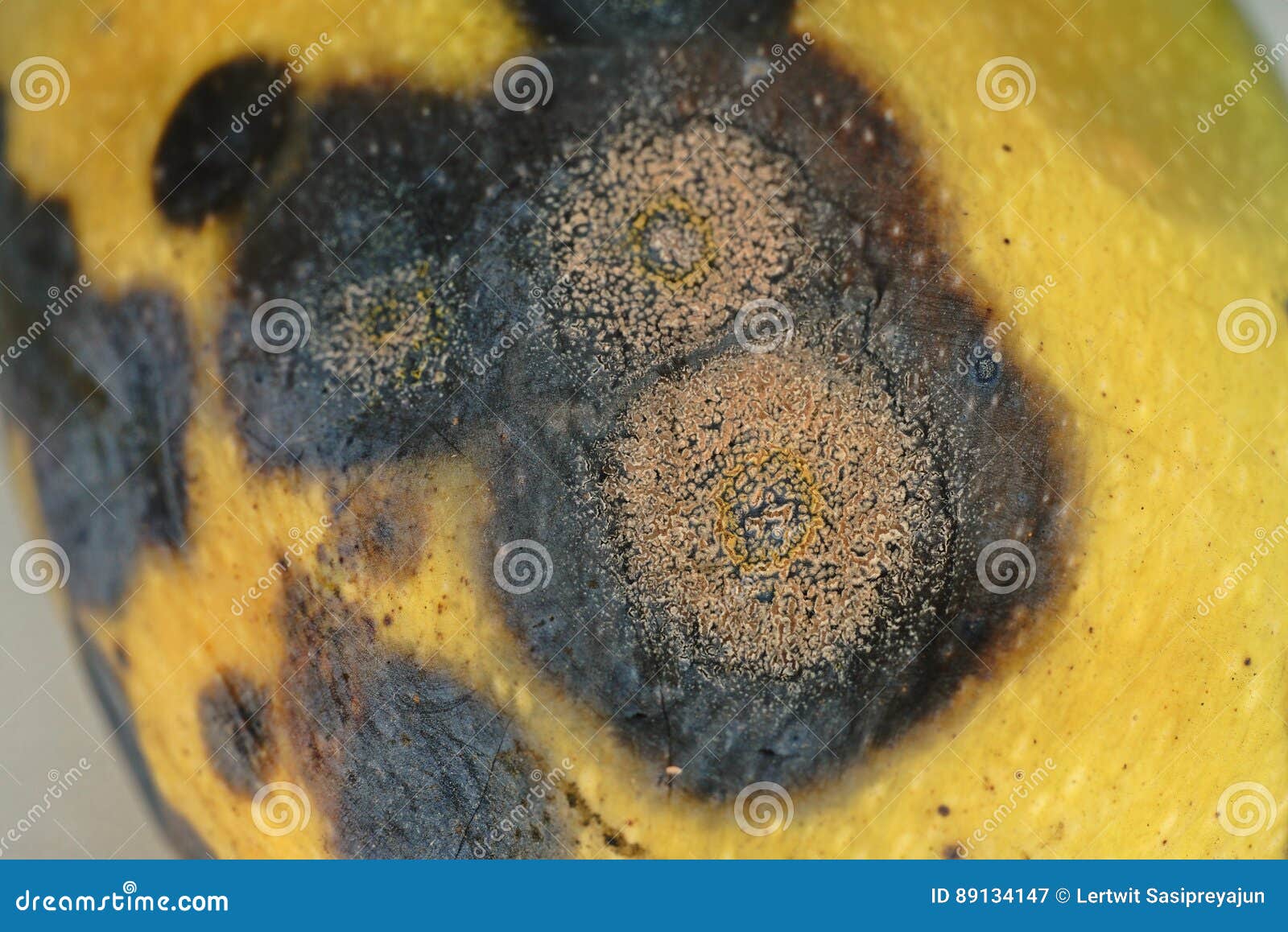 Mango fruit disease stock image. Image of damage, black - 89134147