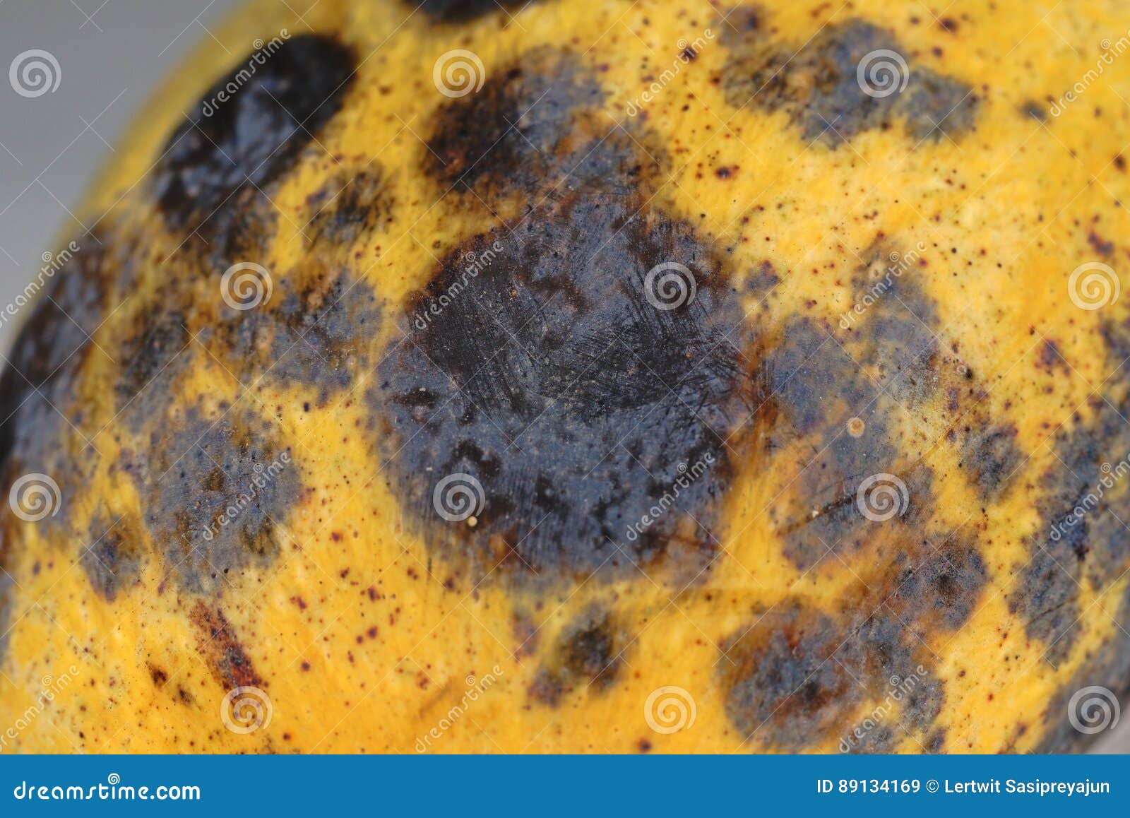 Mango fruit disease stock image. Image of harvest, natural - 89134169