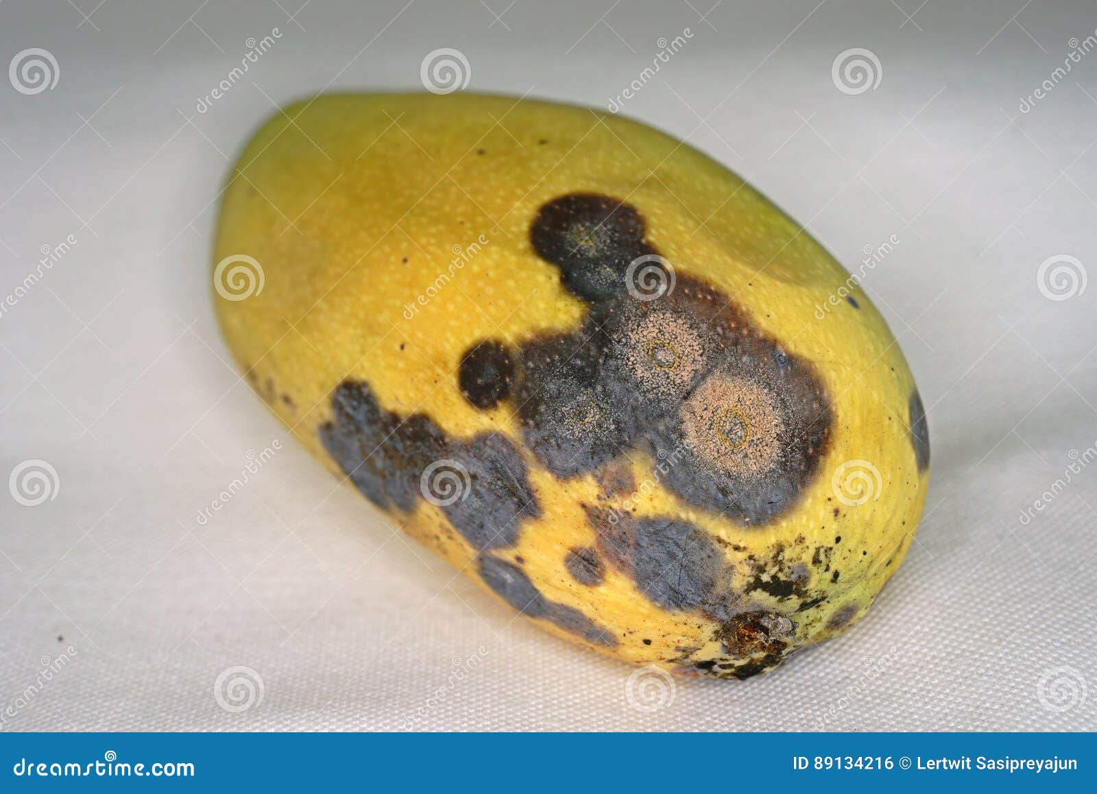 Mango fruit disease stock photo. Image of moldings, pathology - 89134216
