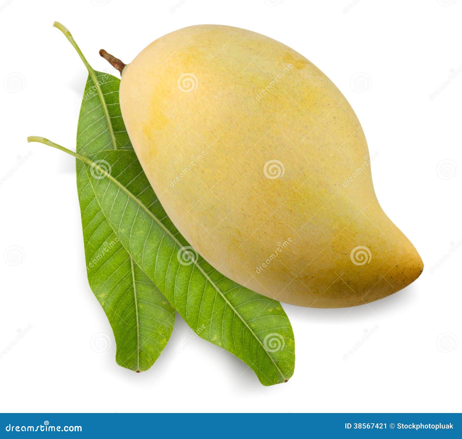 Mango fruit duo with stems stock image. Image of mango - 38567421