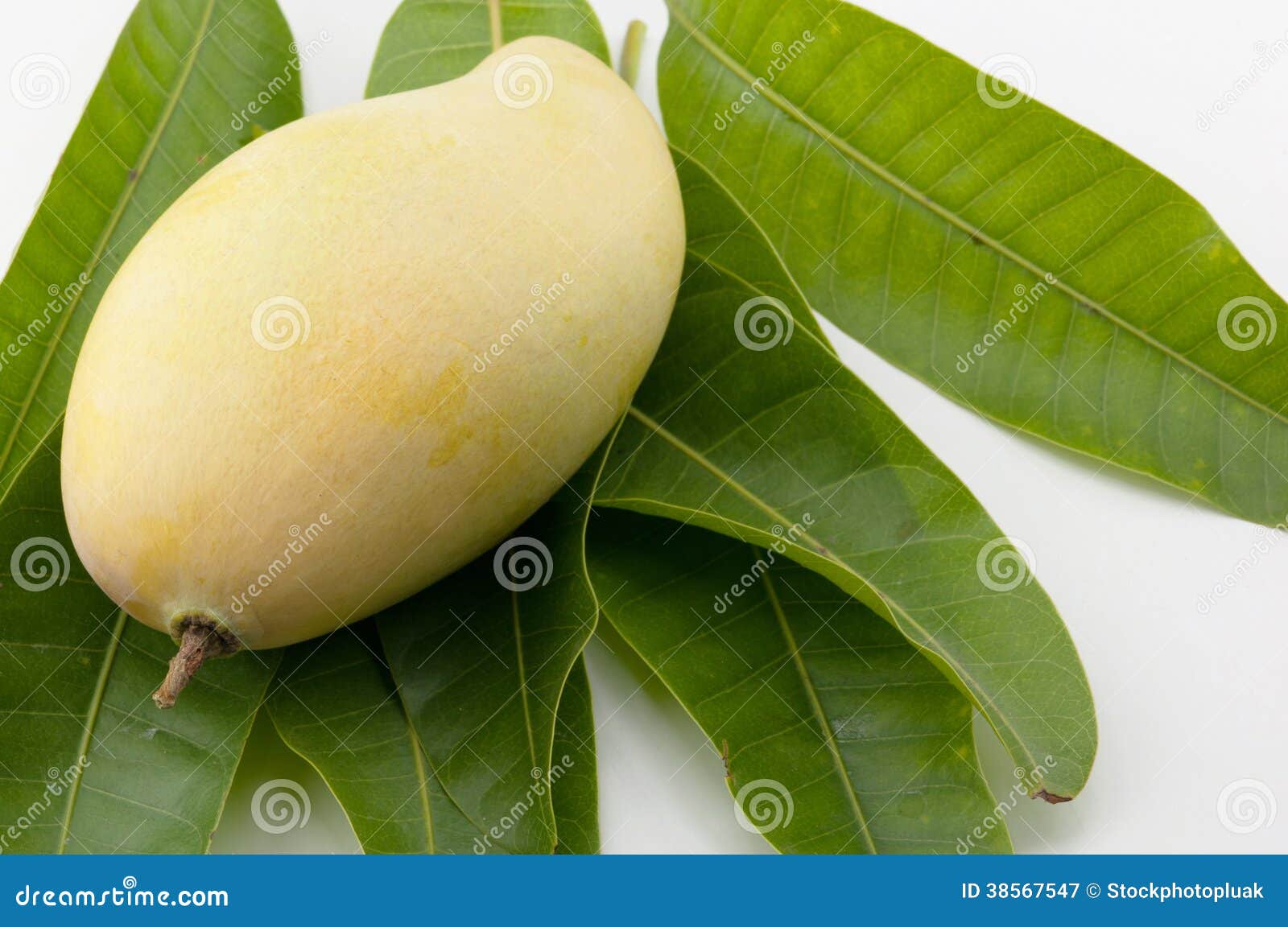 Mango fruit duo with stems stock image. Image of indoor - 38567547