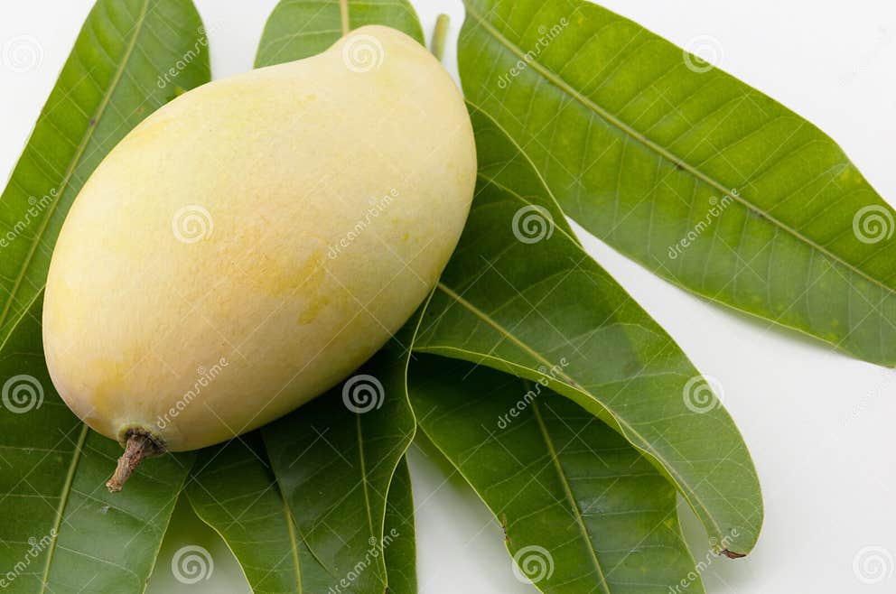 Mango fruit duo with stems stock image. Image of indoor - 38567547