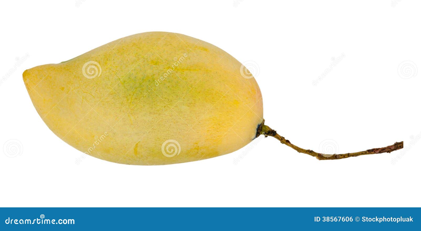 Mango fruit duo with stems stock photo. Image of juicy - 38567606