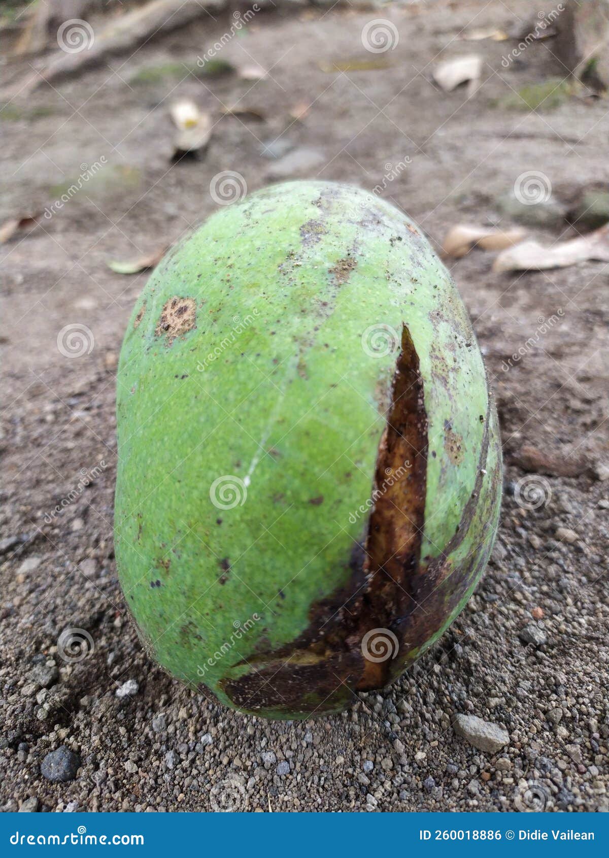 Mango Fruit that Fell from the Tree because of Pests Stock Photo ...