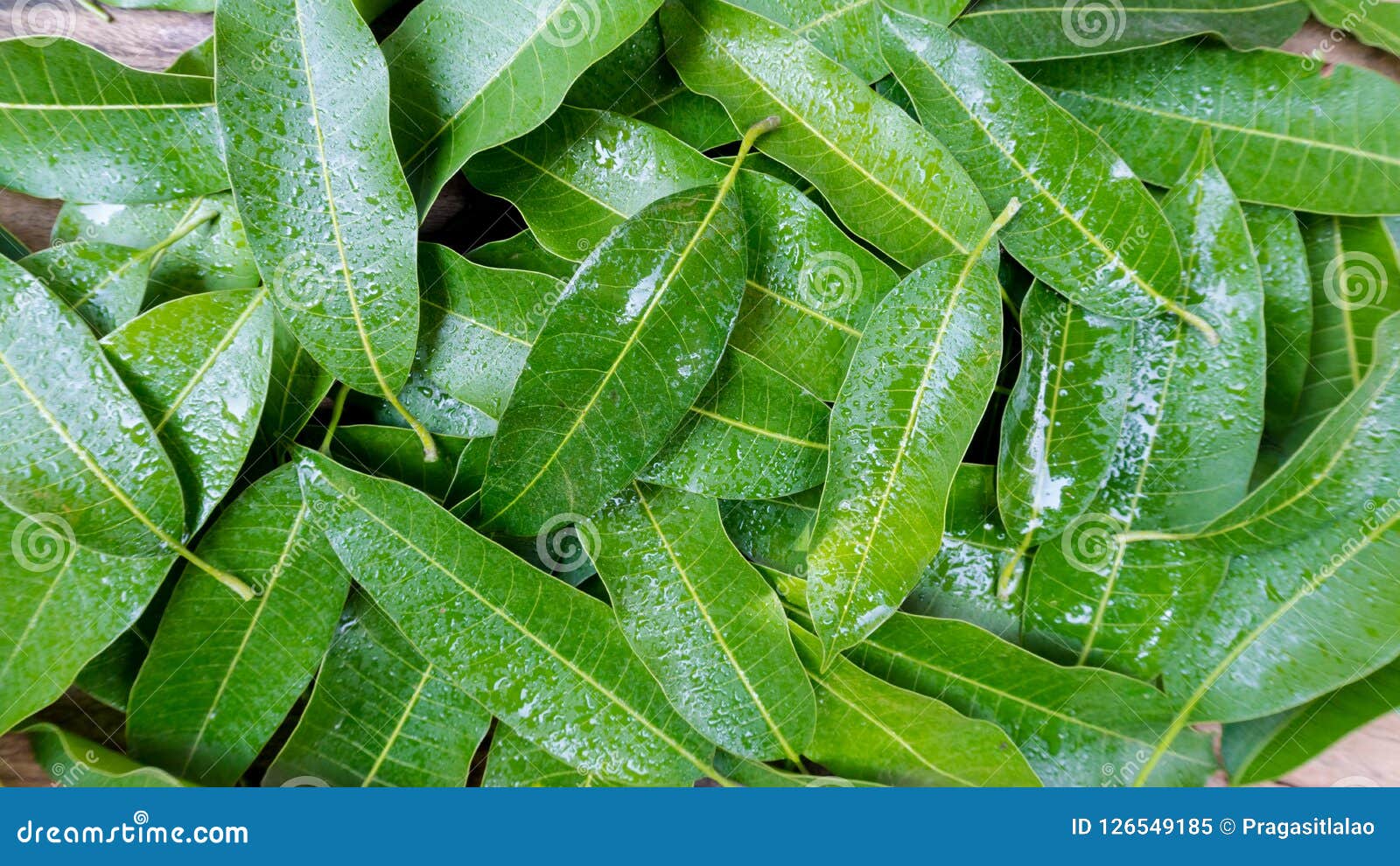 Mango Fruit Green Leaf Texture on Top View Stock Image - Image of ...