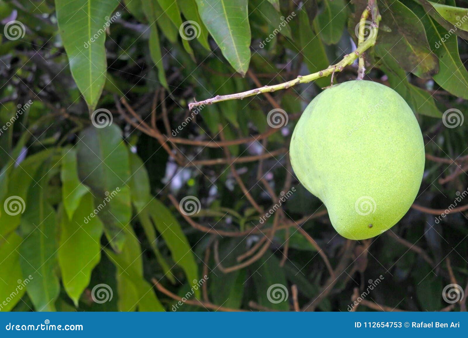Mango Fruit Grows on Its Tree in Rarotonga Cook Islands Stock Image ...