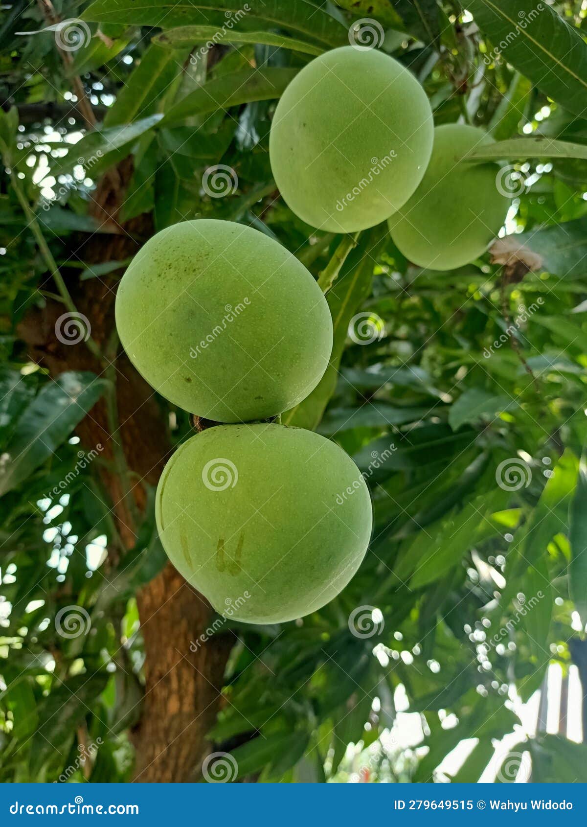 Mango Fruit Hanging on Tree Stock Image - Image of branch, pulp: 279649515