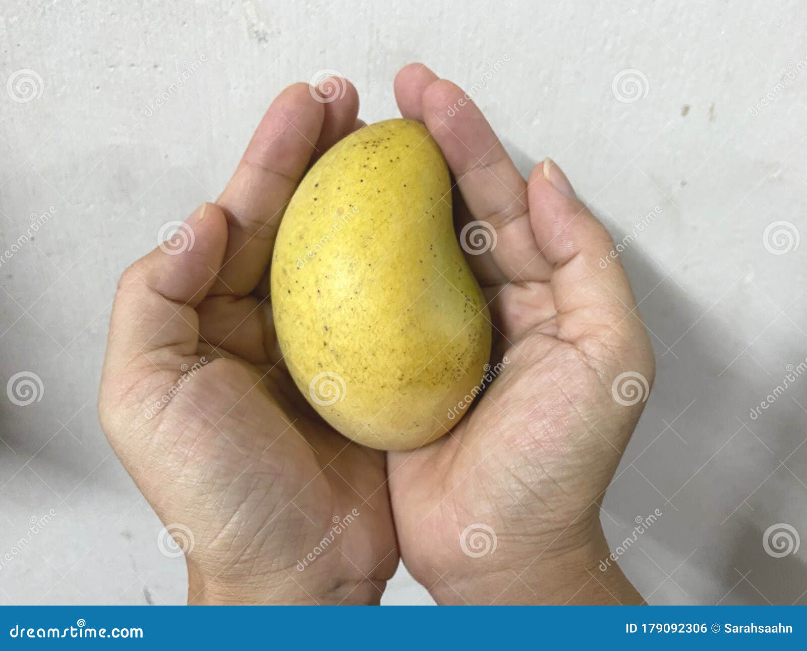 A Mango Fruit Holding by Woman Hands Stock Photo - Image of holding ...