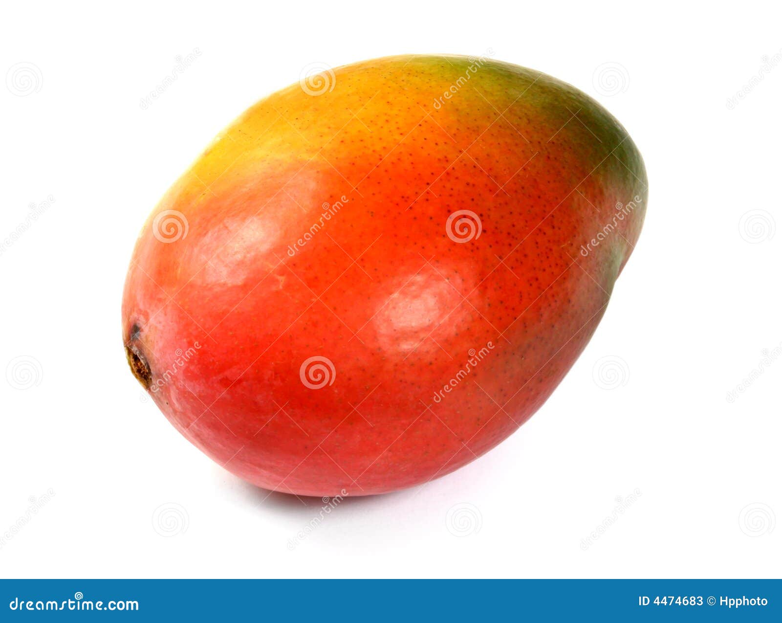 Mango Fruit On A Mango Tree In Mango Garden Background, Red Ivory Mango ...
