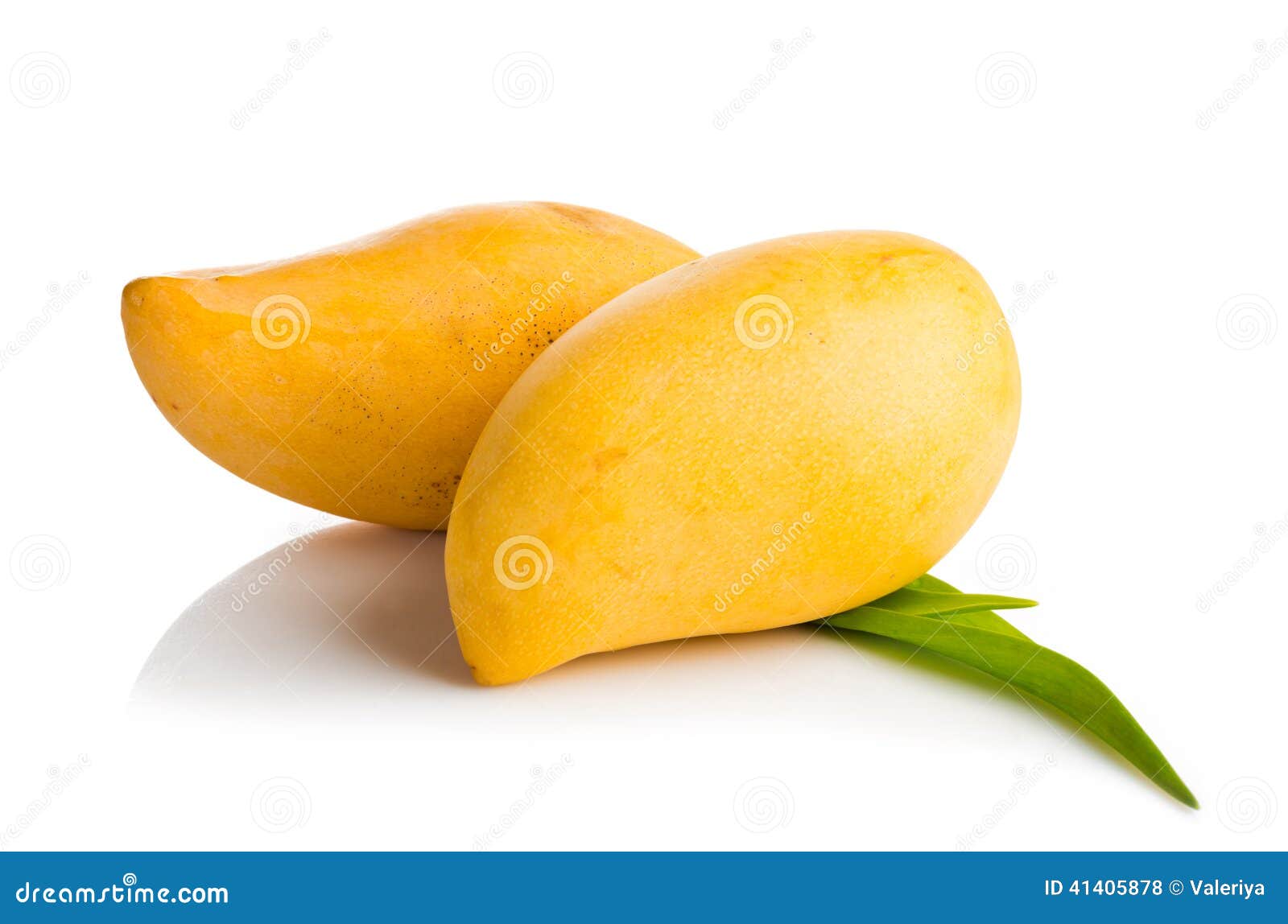 Mango Fruit On A Mango Tree In Mango Garden Background, Red Ivory Mango ...