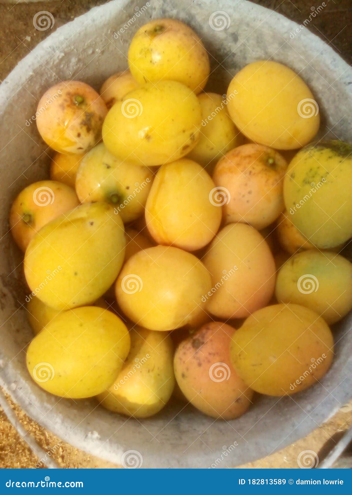 Mango Fruit Known As Stringy Stock Image - Image of stringy, strawberry ...