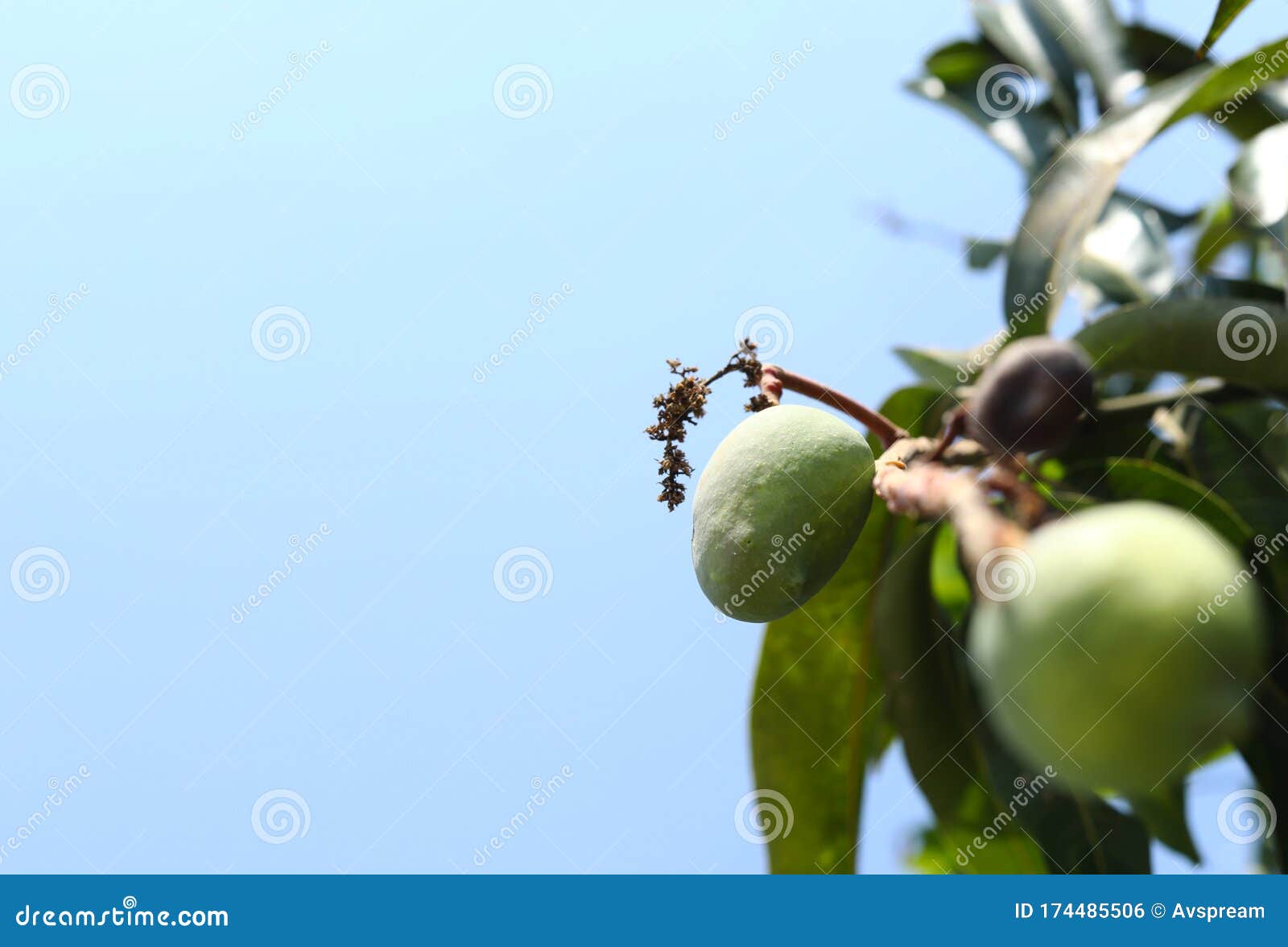 Mango Fruit and Leaves at Mango Tree with Blue Sky Background Stock ...