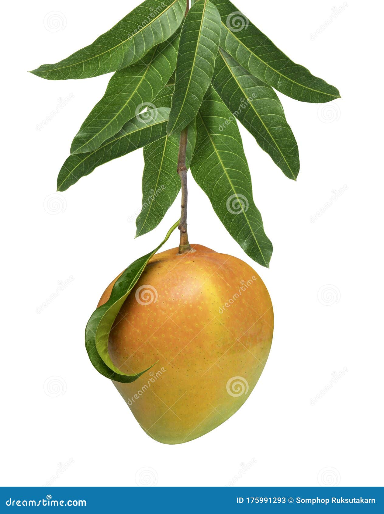 Mango Fruit on a Mango Bunch Isolated on White Background, R2E2 Mango ...