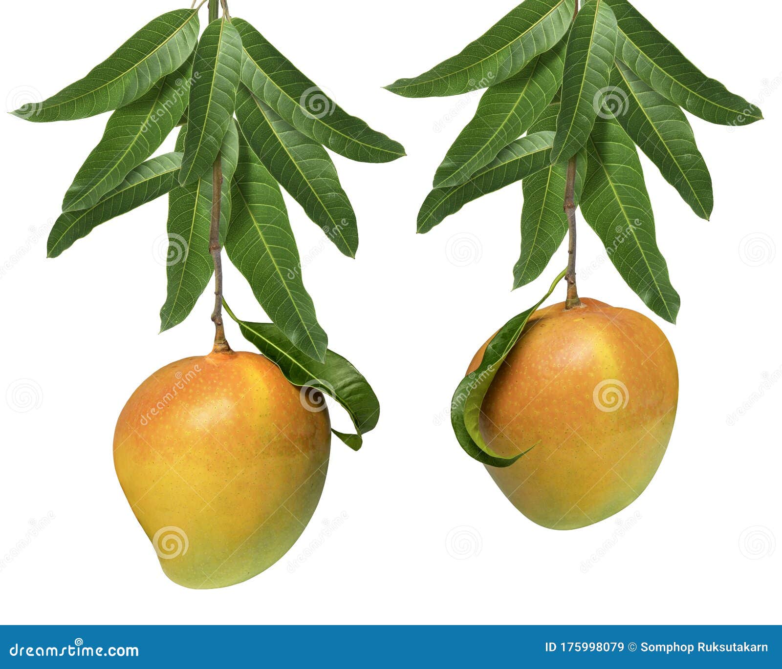 Mango Fruit on a Mango Bunch Isolated on White Background, R2E2 Mango ...