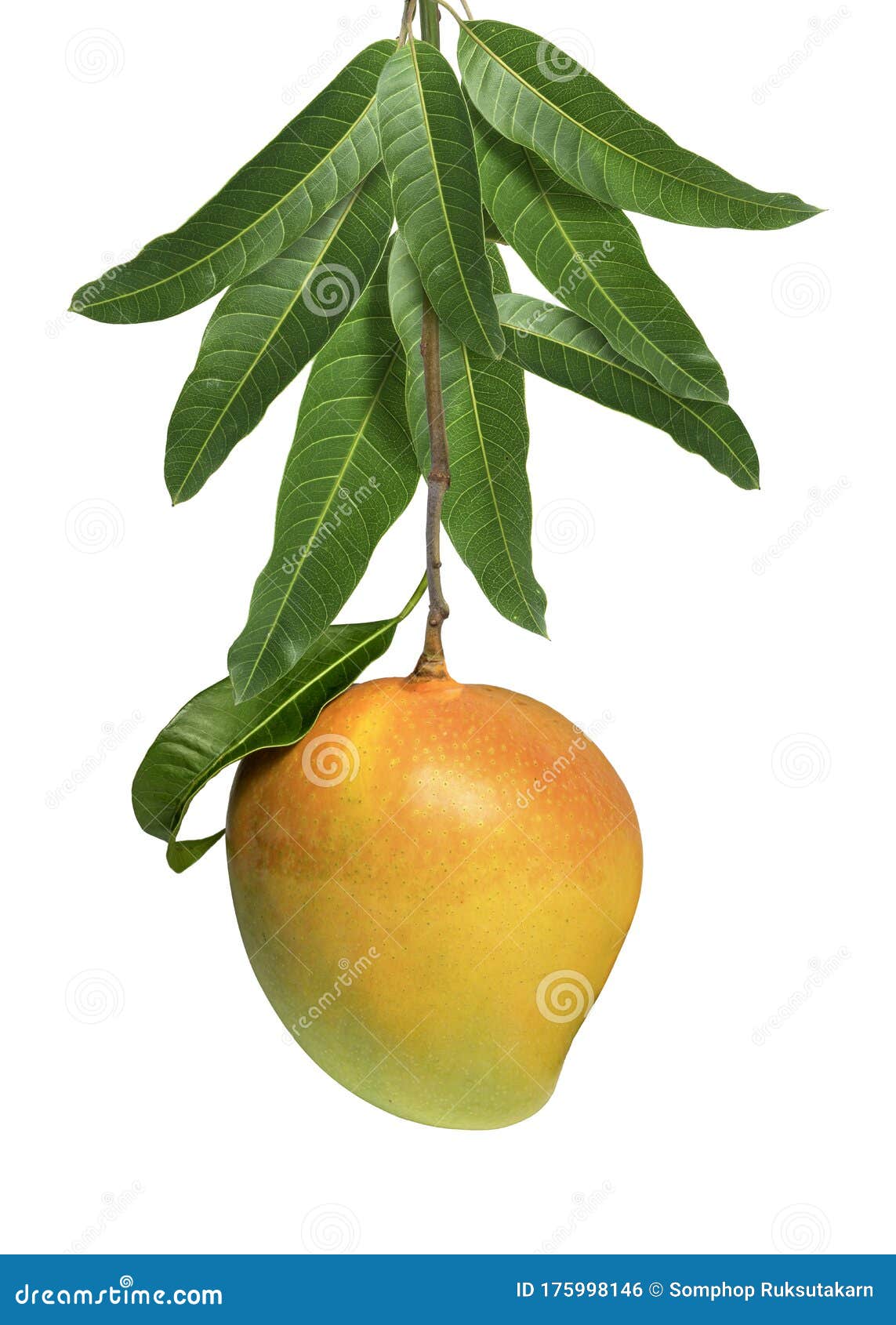Mango Fruit on a Mango Bunch Isolated on White Background, R2E2 Mango ...