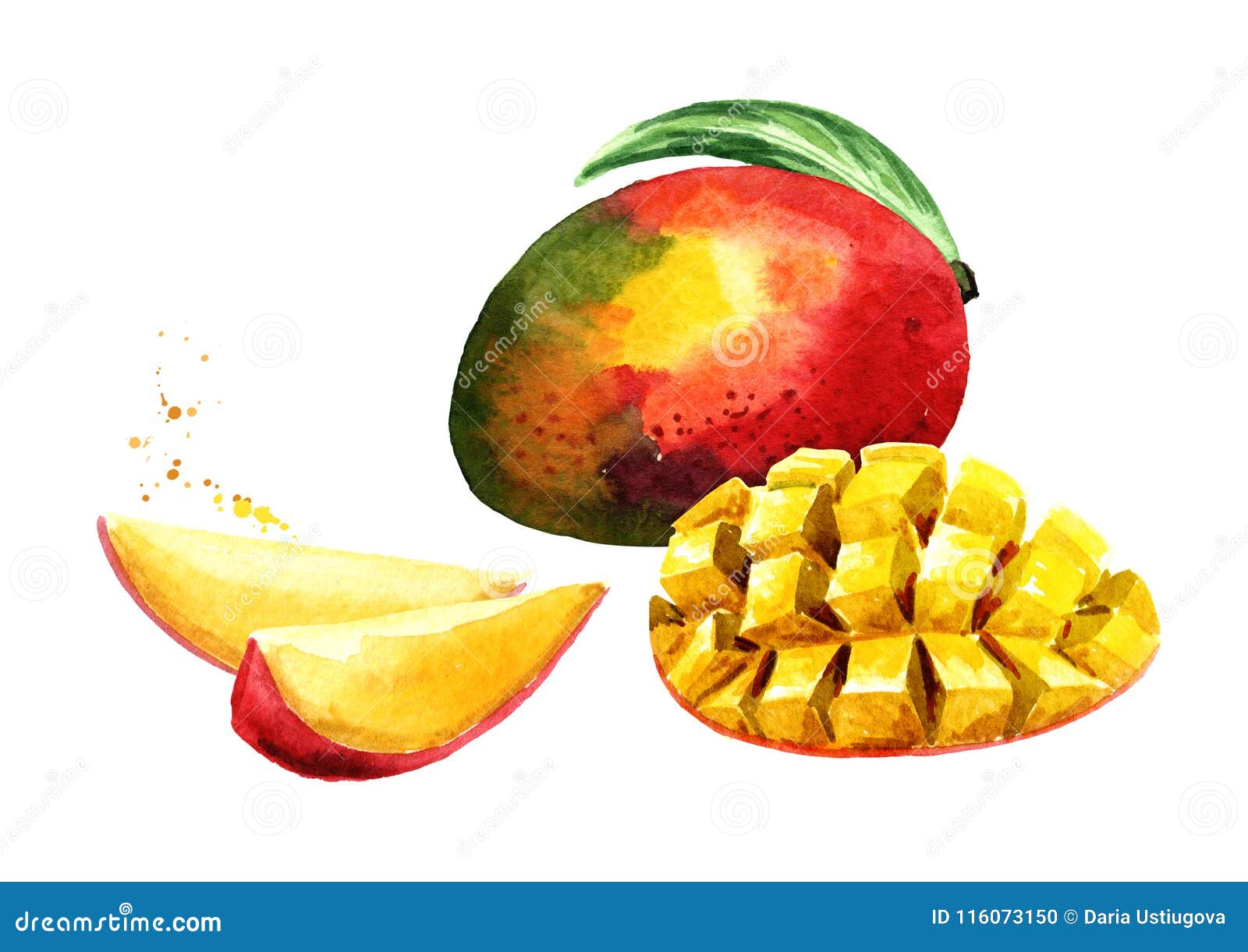 Mango Fruit With Mango Cubes And Slices. Watercolor Hand Drawn ...
