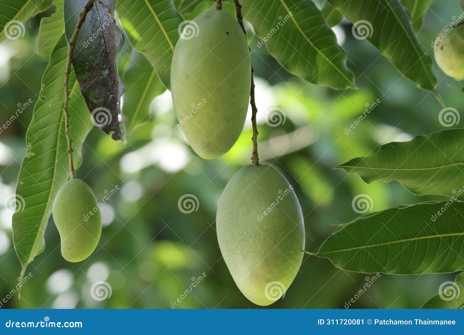 Mango Fruit on the Mango Tree in the Backyard Green Mango on the Tree ...