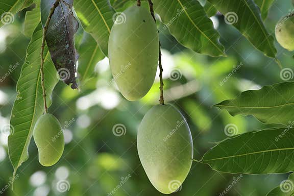 Mango Fruit on the Mango Tree in the Backyard Green Mango on the Tree ...