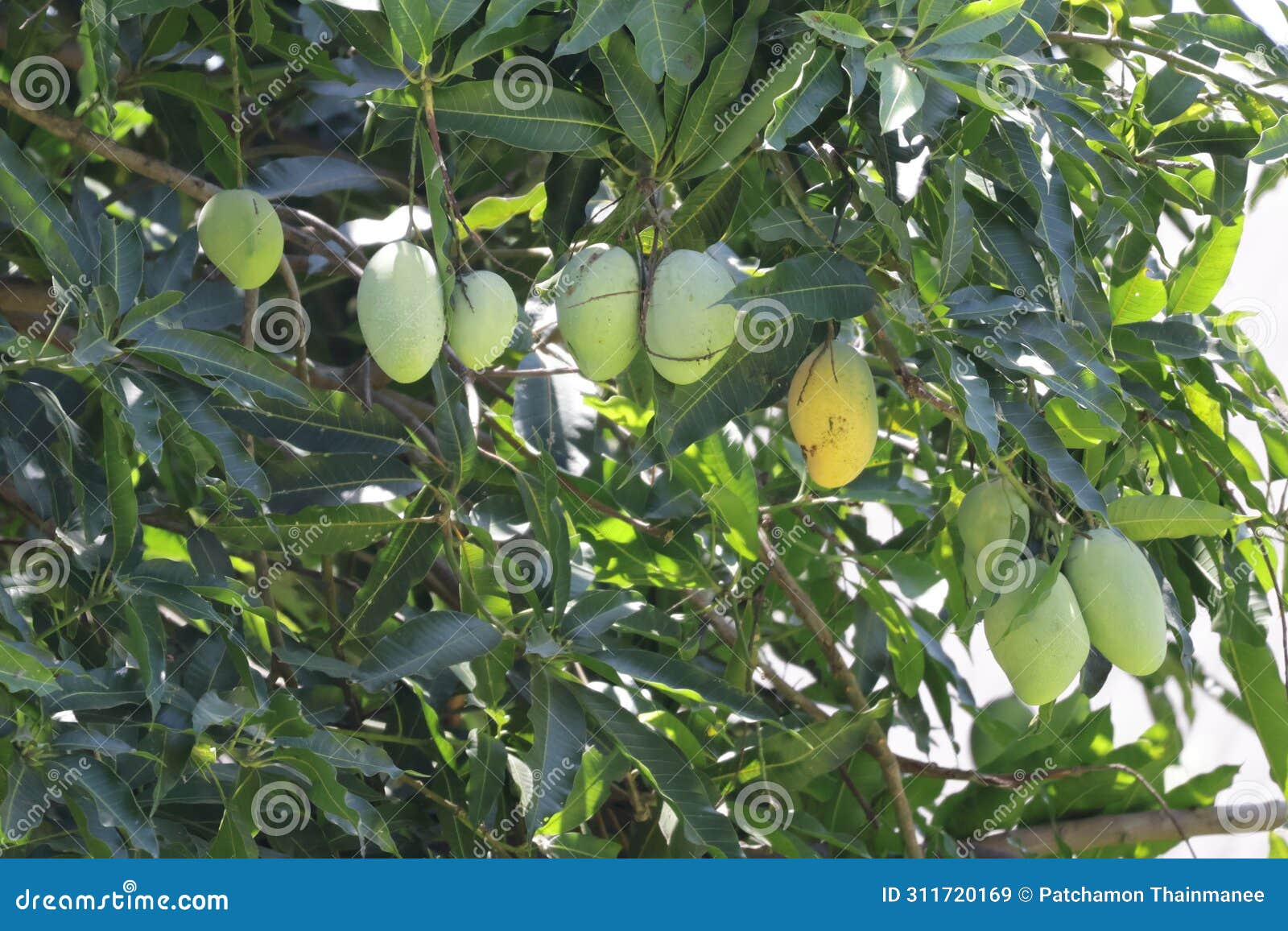 Mango Fruit on the Mango Tree in the Backyard Green Mango on the Tree ...