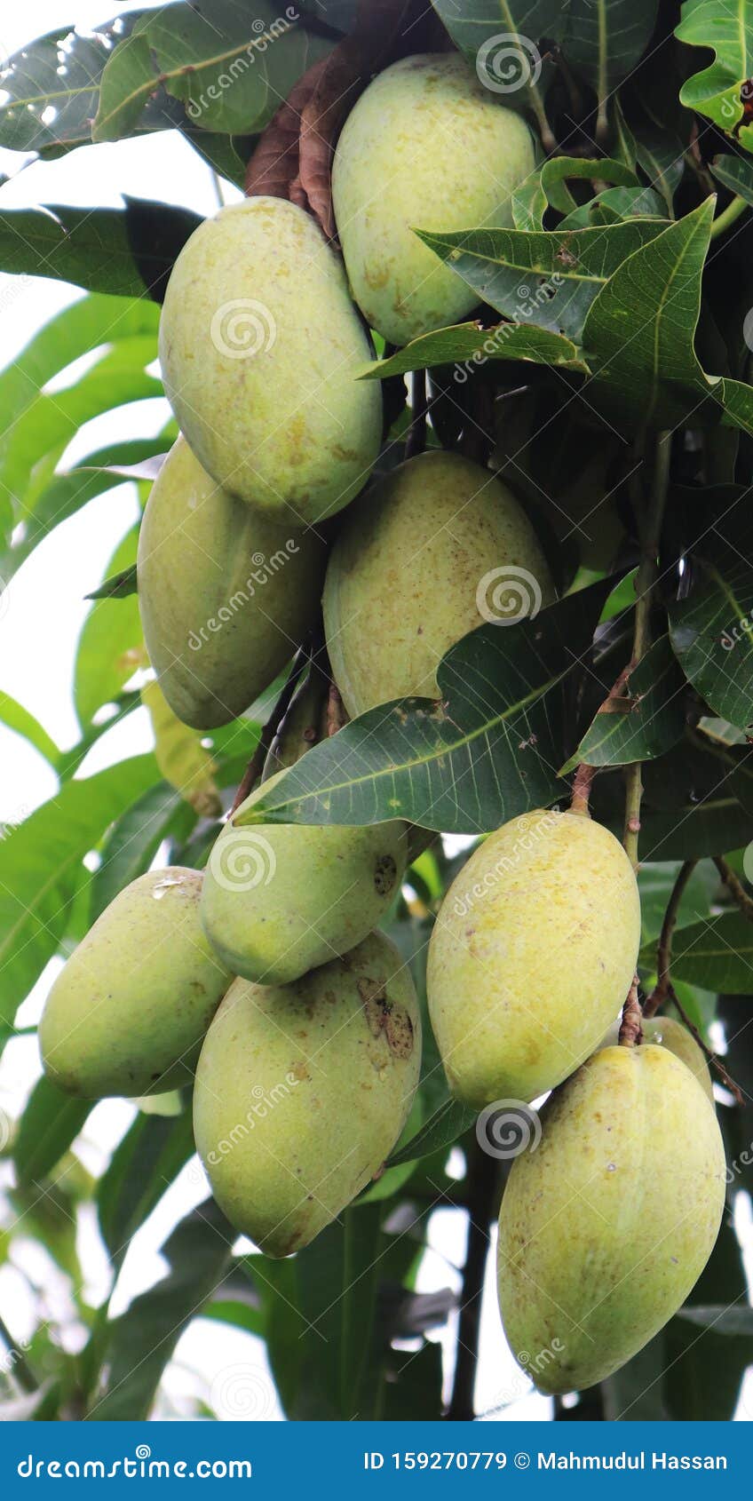 3,802 Mango Bunch Photos - Free & Royalty-Free Stock Photos from Dreamstime