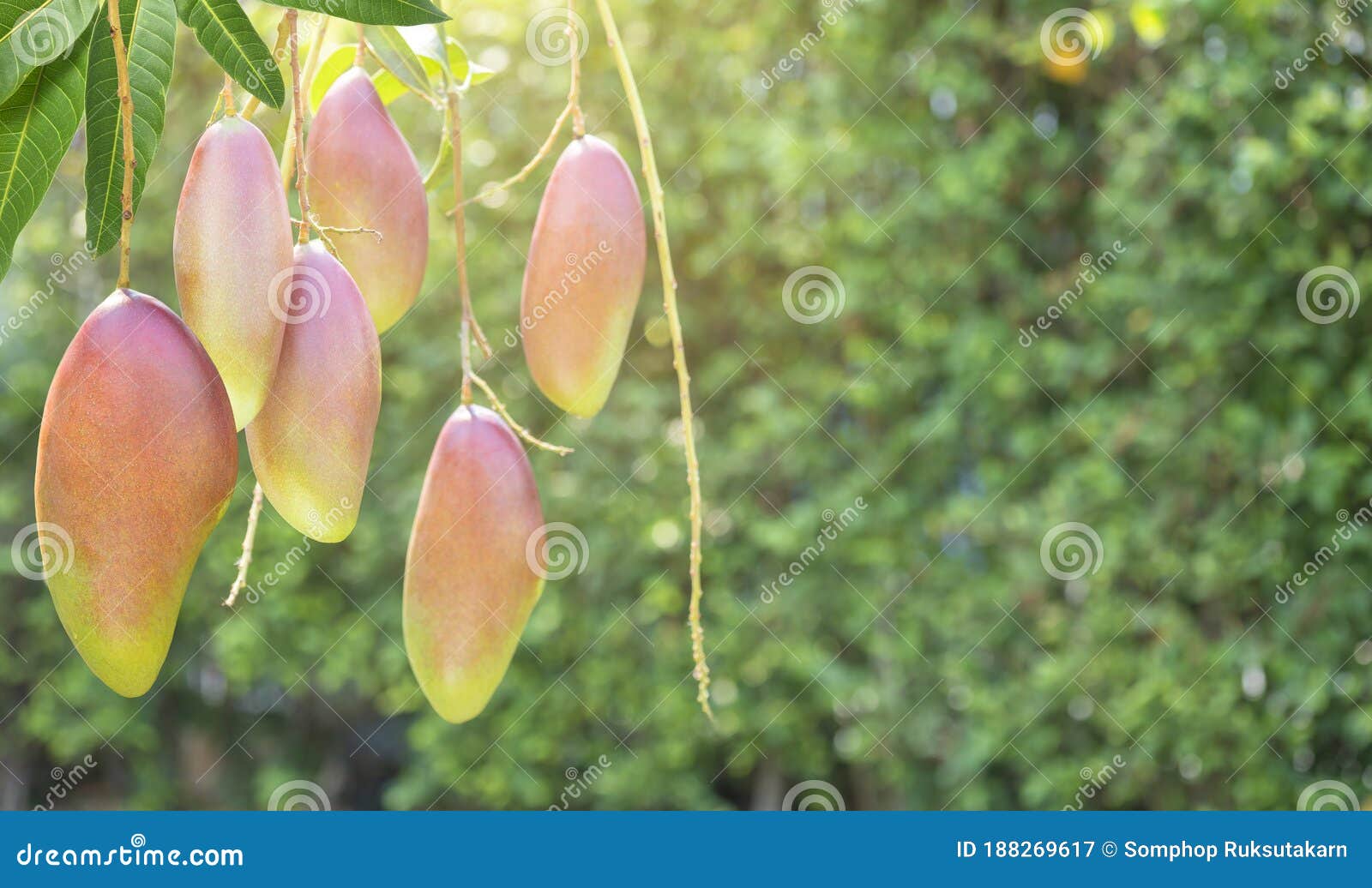 Mango Fruit On A Mango Tree In Mango Garden Background, Red Ivory Mango ...