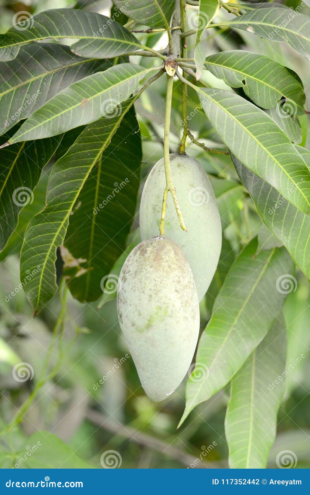 Mango Fruit on Mango Tree in Organic Orchard Concept. Stock Photo ...