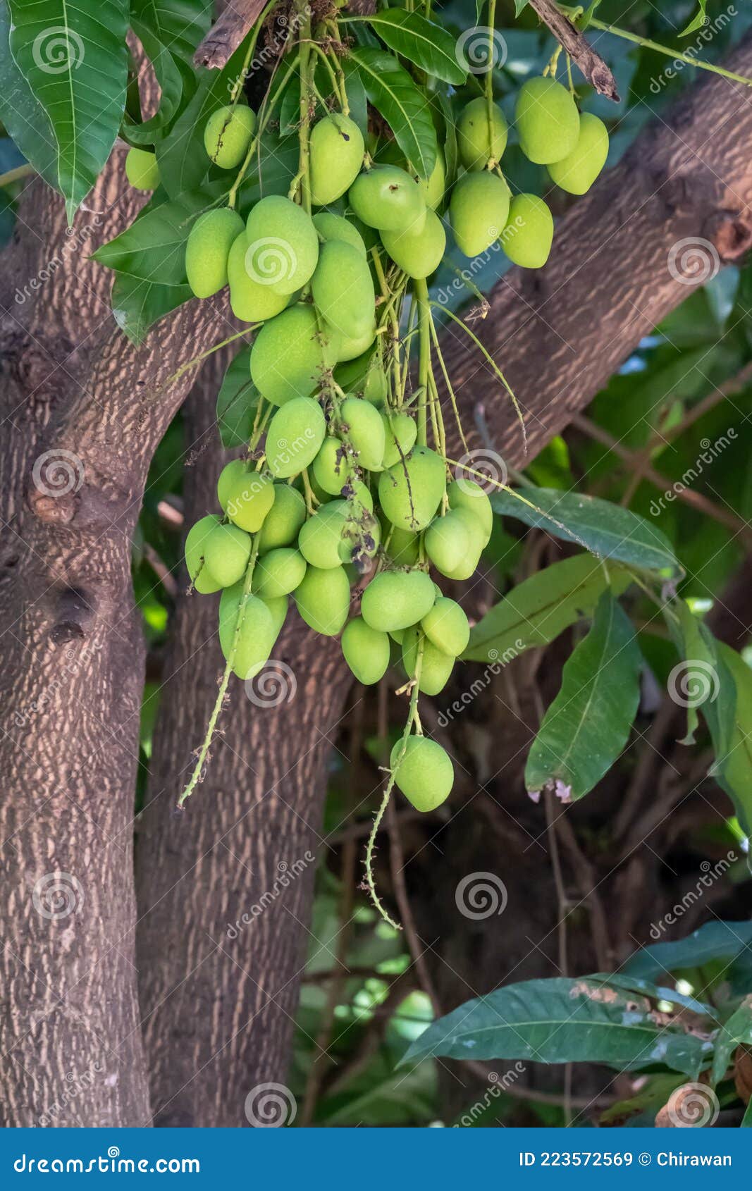 Mango Fruit Named Kaew Mango Stock Image - Image of natural, mango ...