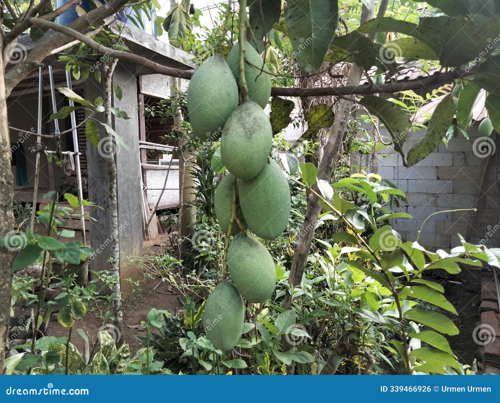 Mango Fruit Native To Indonesia Which Tastes Very Sweet Stock Photo ...
