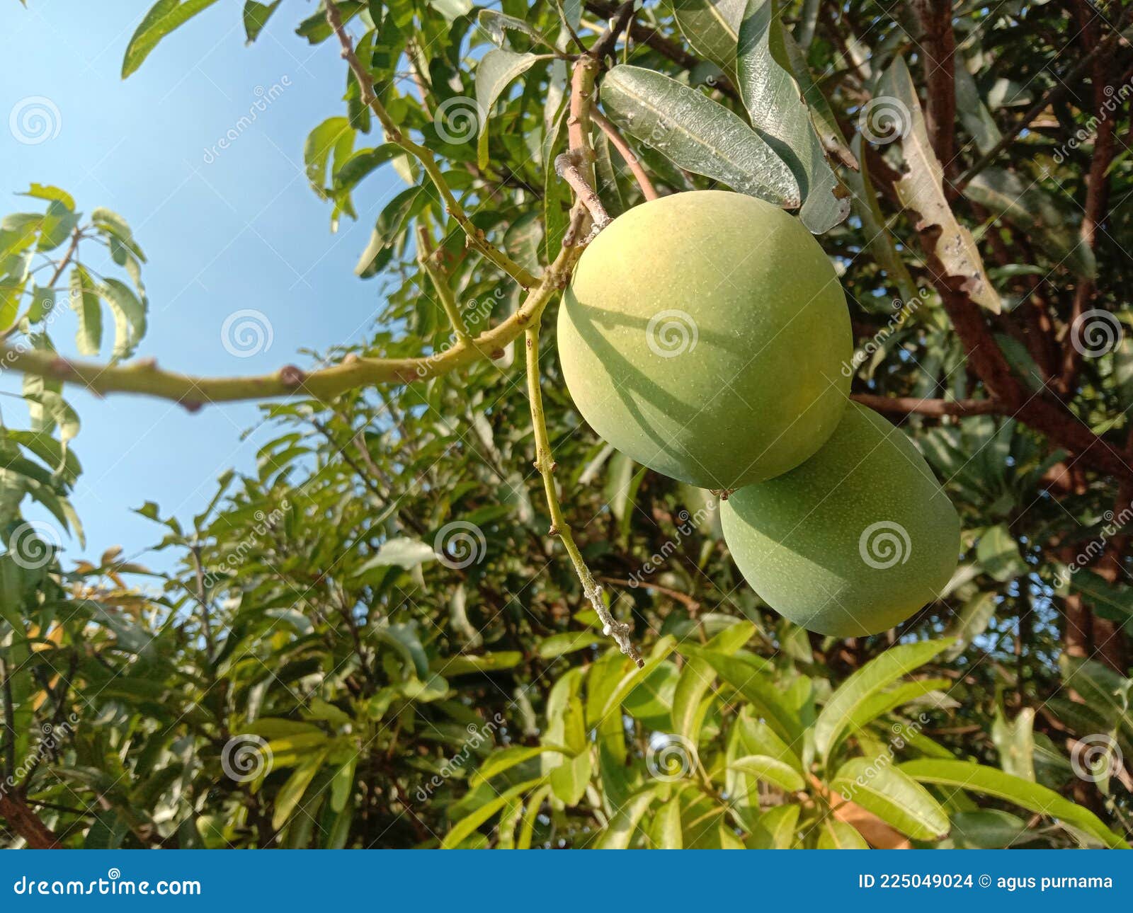 Mango Fruit Produced from Indonesia Tastes Sweet Stock Photo - Image of ...