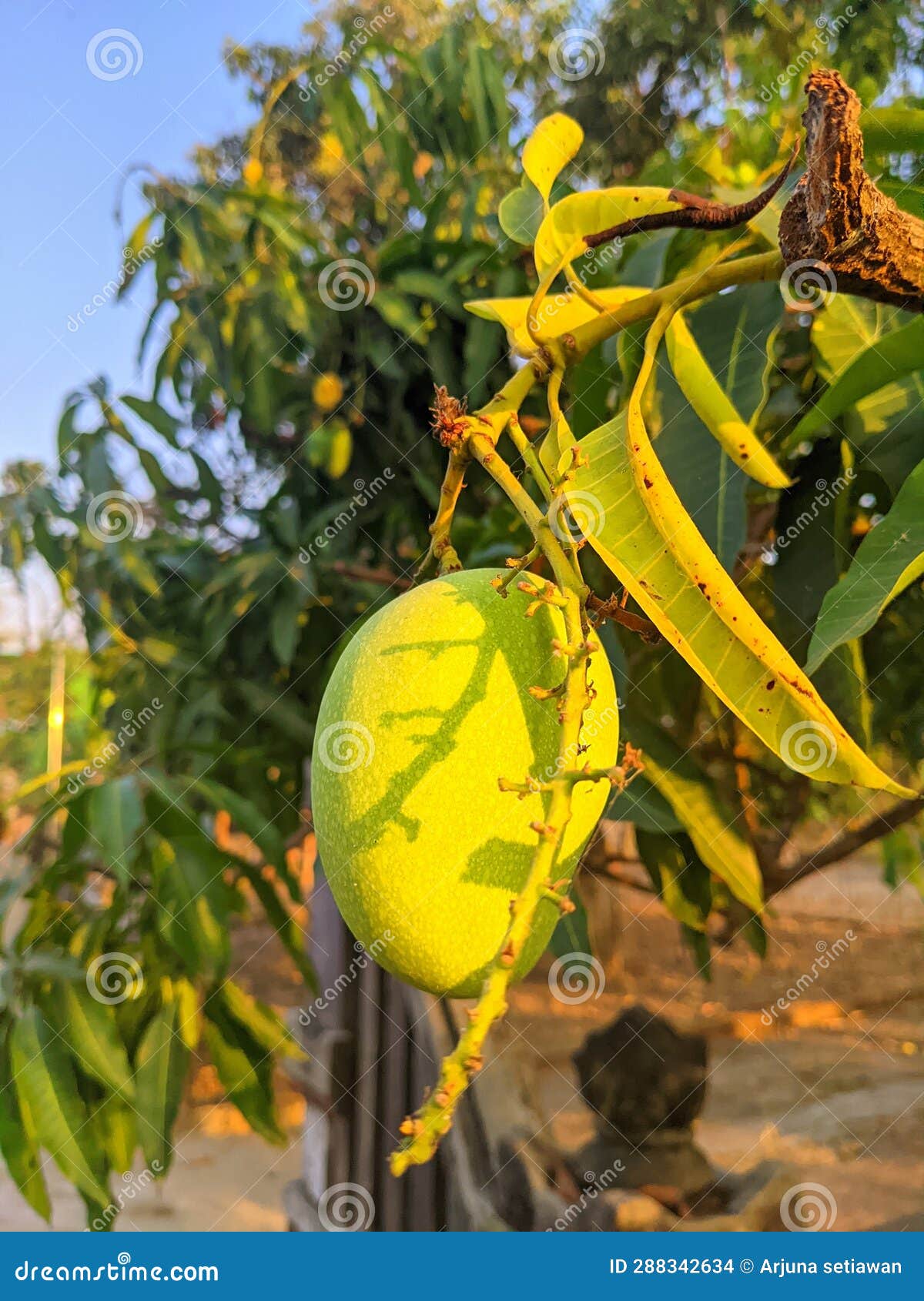 Mango Fruit Shot in the Morning Stock Photo - Image of morning, fruit ...