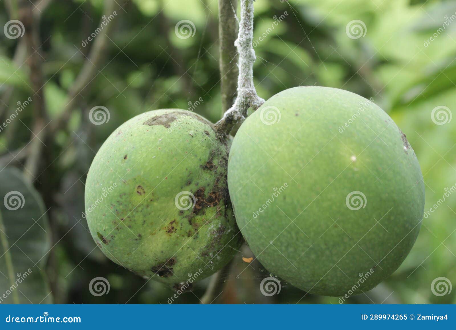 Mango Fruit Still on the Tree in Indonesia Stock Image - Image of food ...