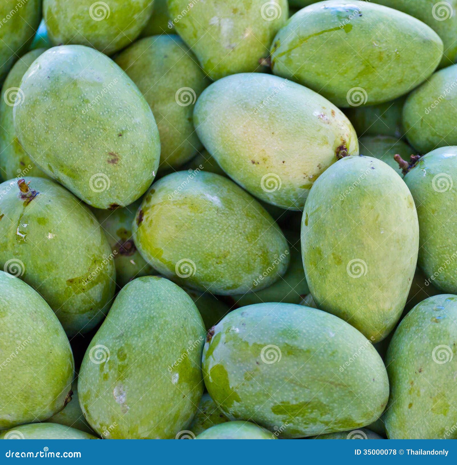 Mango fruit , thailand stock photo. Image of food, plant - 35000078