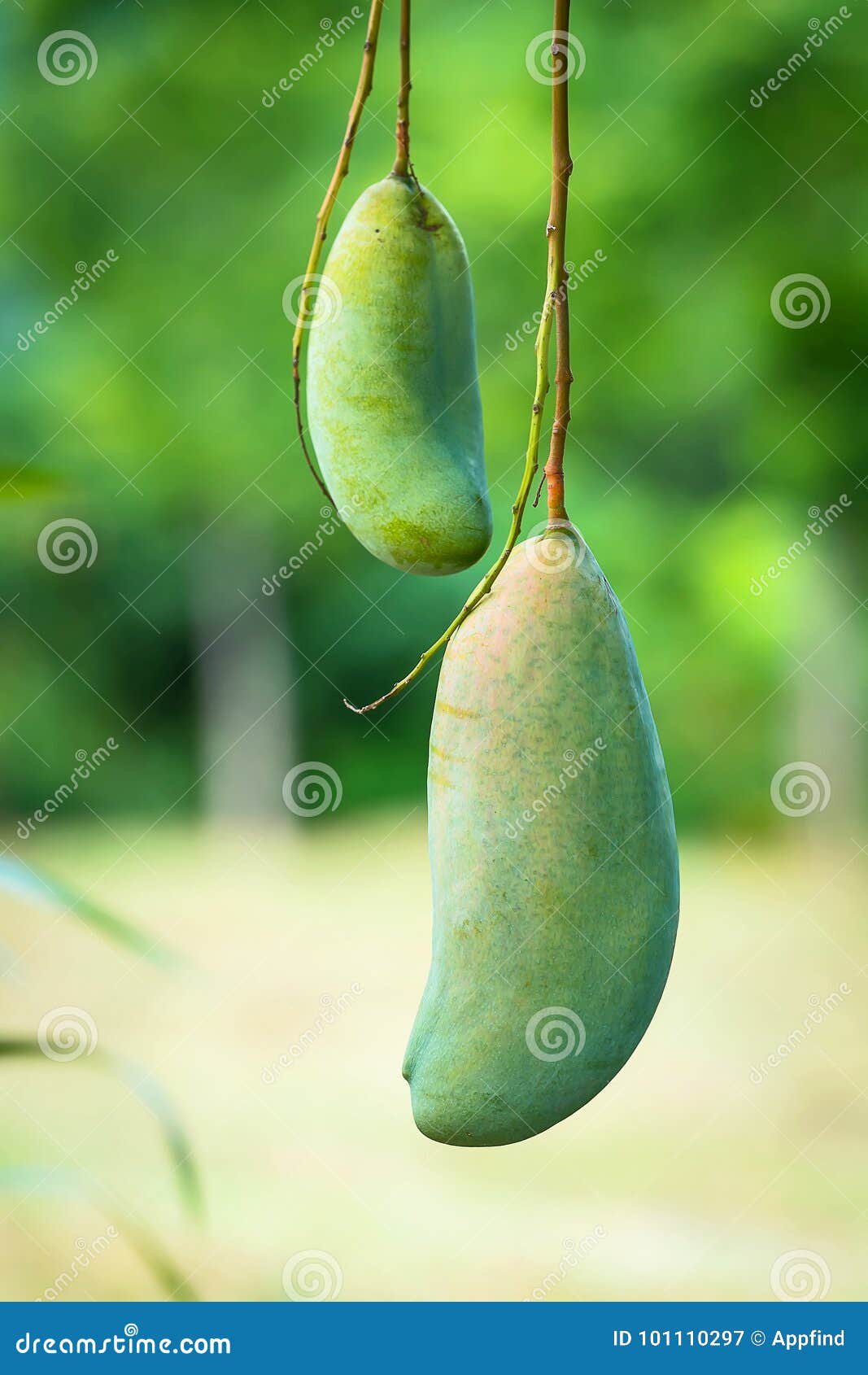 Mango fruit from the tree. stock image. Image of mango - 101110297