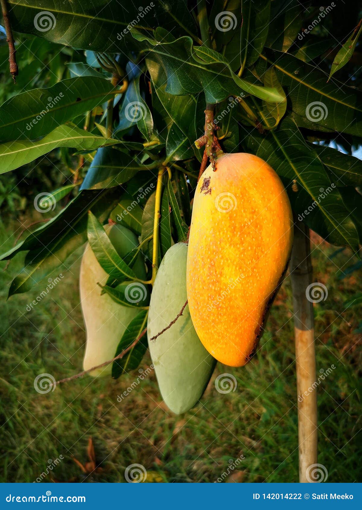 Mango, fruit, Thailand stock photo. Image of fruit, thailand - 142014222