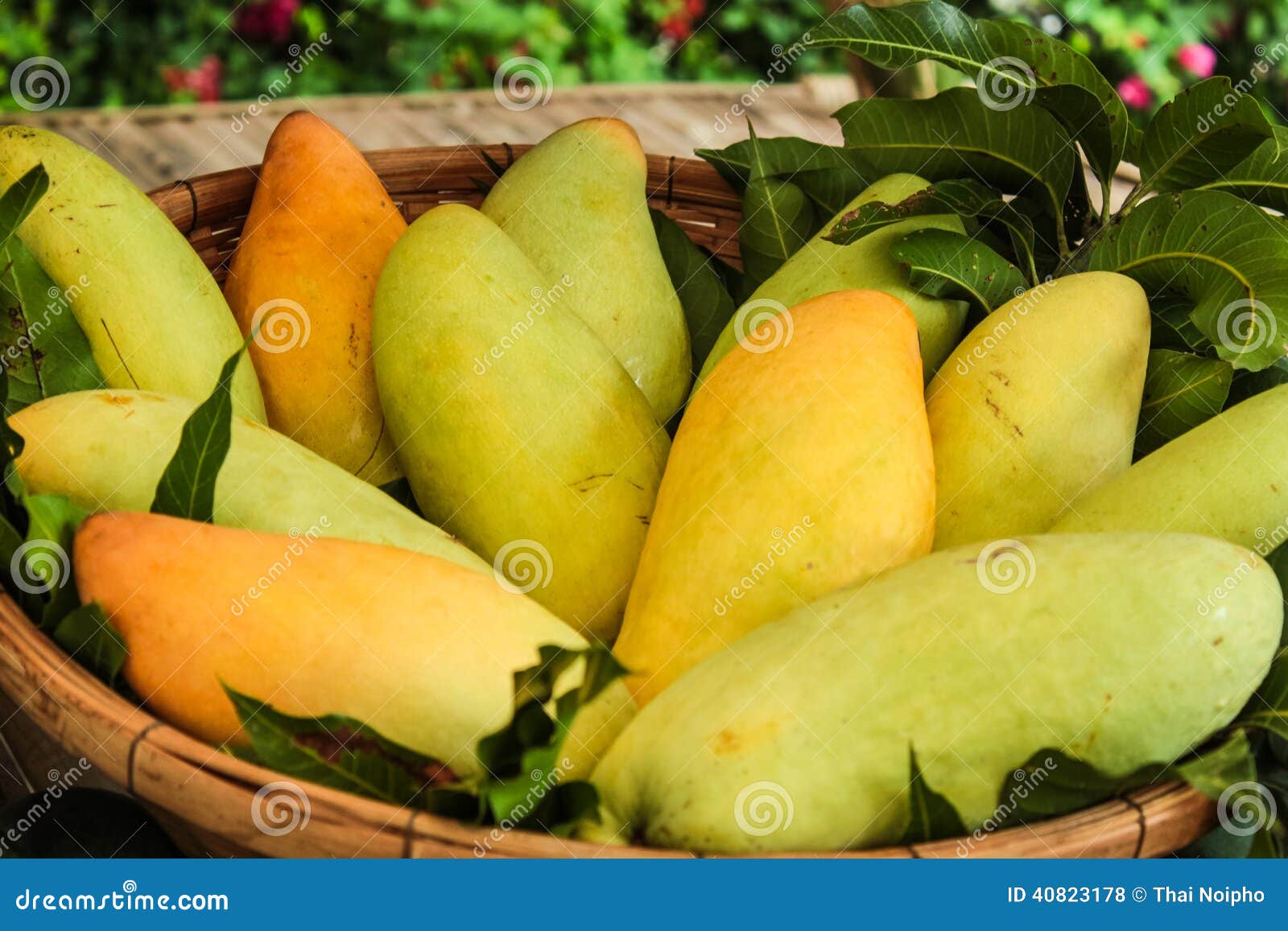 Mango fruit , thailand stock photo. Image of harvest - 40823178