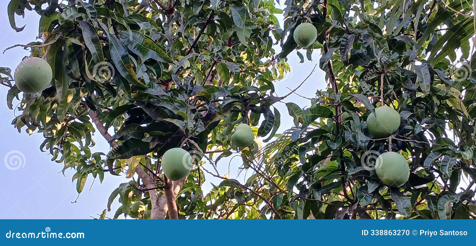 Mango Fruit Timor Indonesia Stock Photo - Image of fruit, timor: 338863270