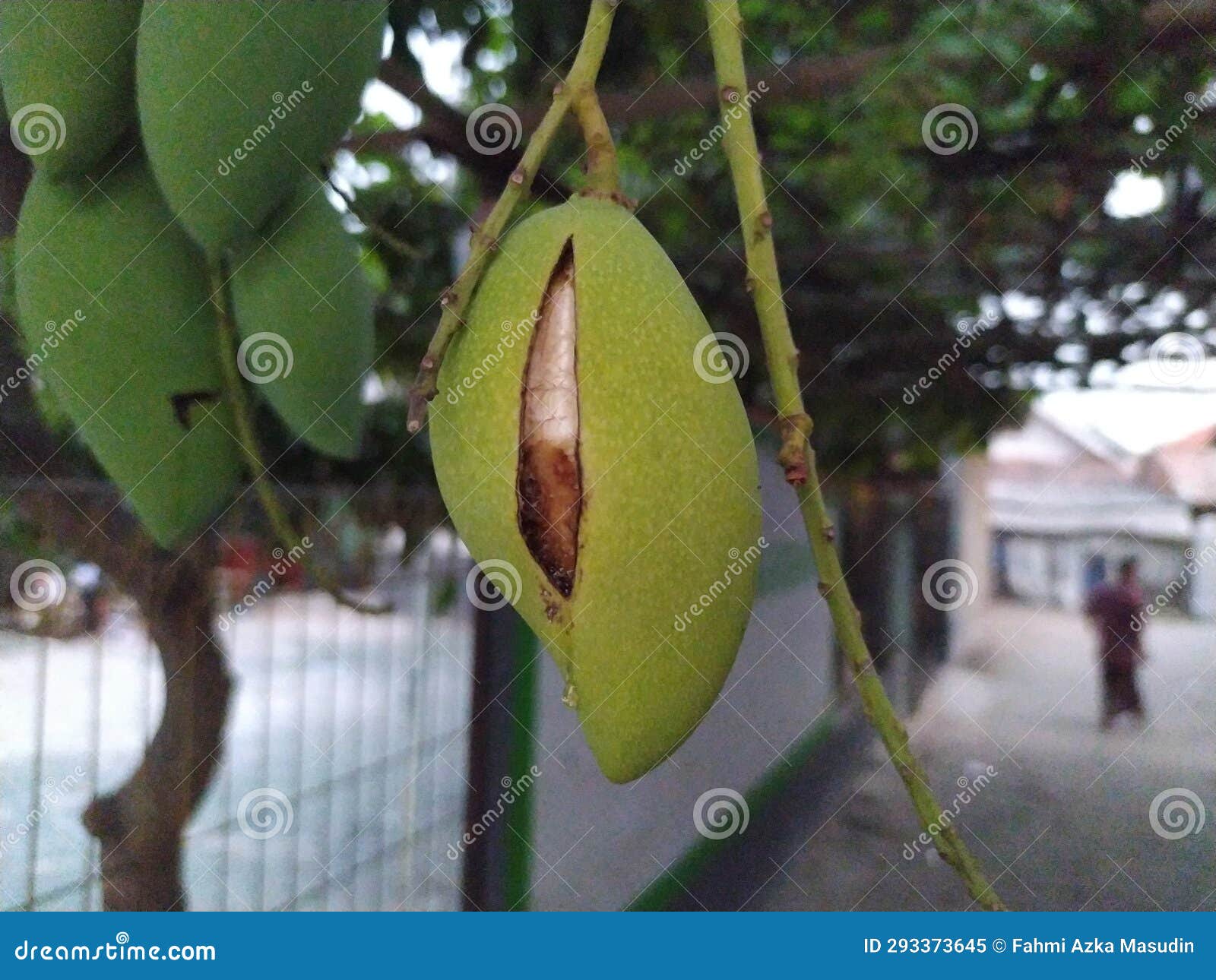 Mango Fruit Torn from Bat Bites Hanging on a Branch Stock Image - Image ...