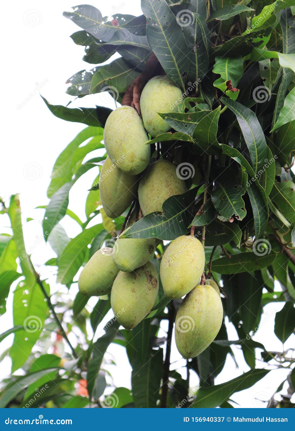 Mango Fruit on Mango Tree. Beautiful Green Mango Bunch Stock Image ...