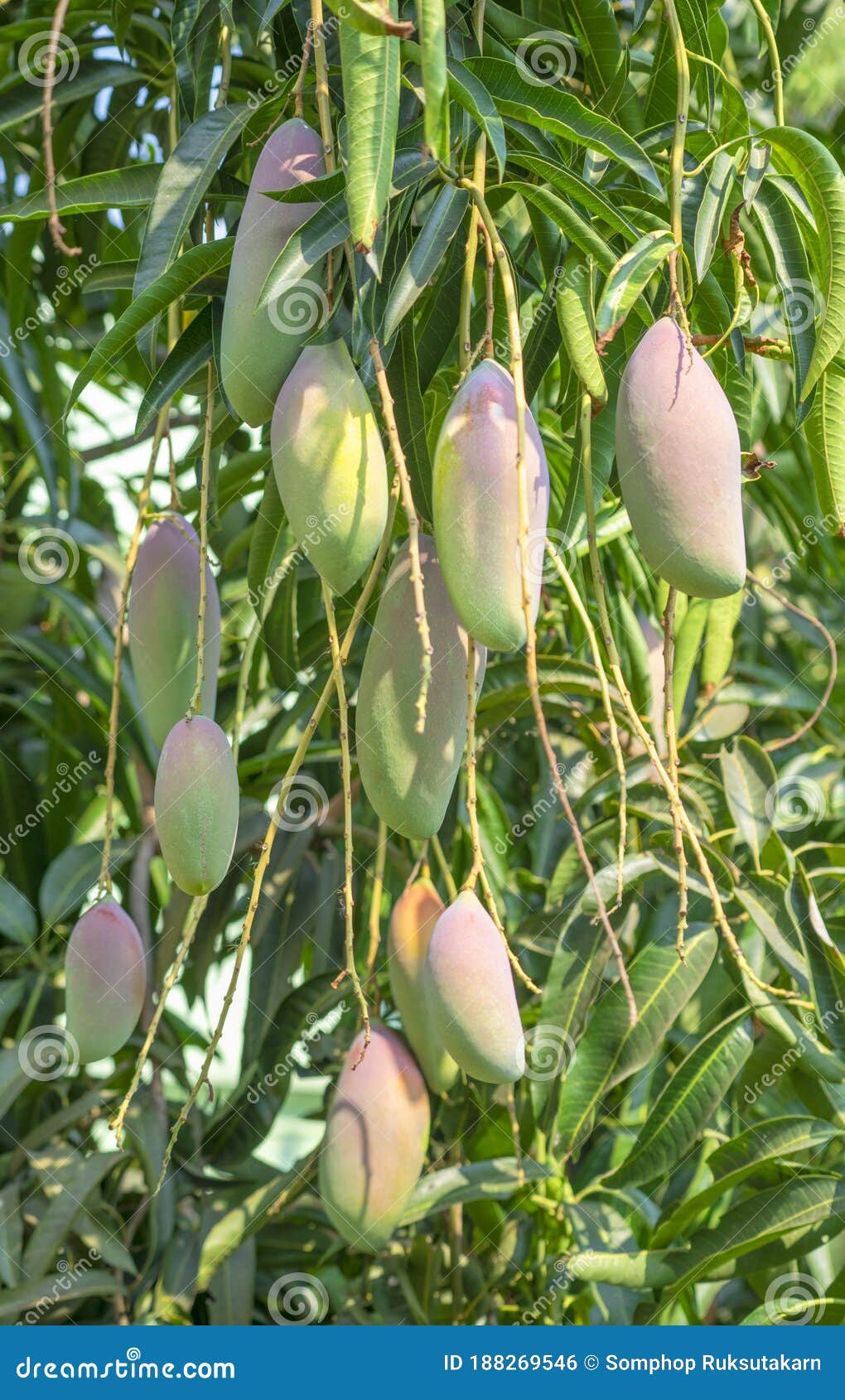 Mango Fruit on a Mango Tree in Mango Garden Background, Red Ivory Mango ...